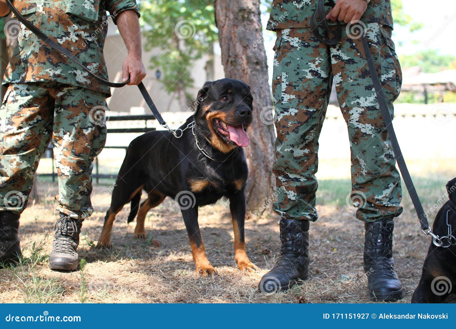 Man in Military Uniform with Military Dog Stock Image - Image of green ...