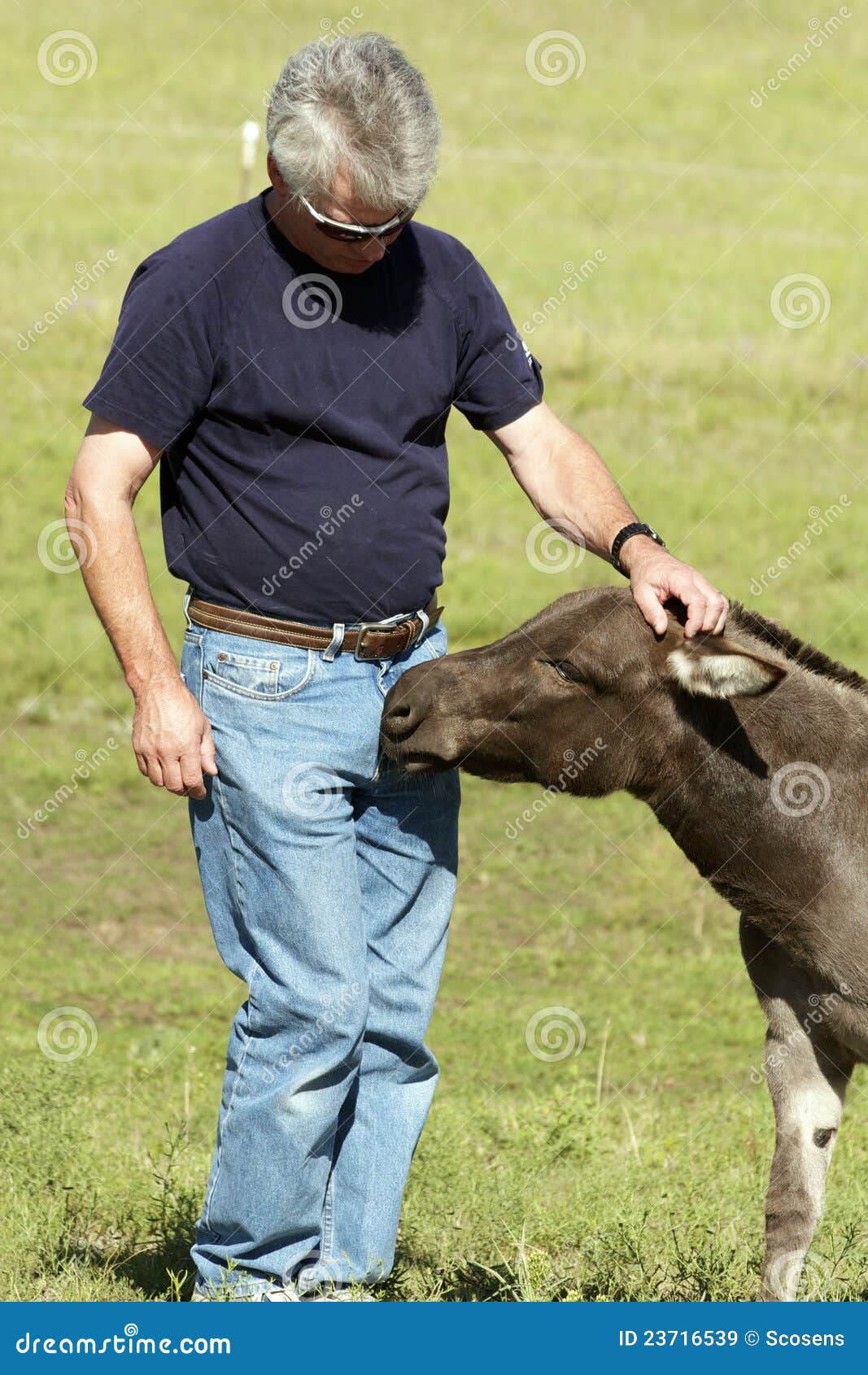 Man and Miniature Donkey stock image. Image of donkey - 23716539