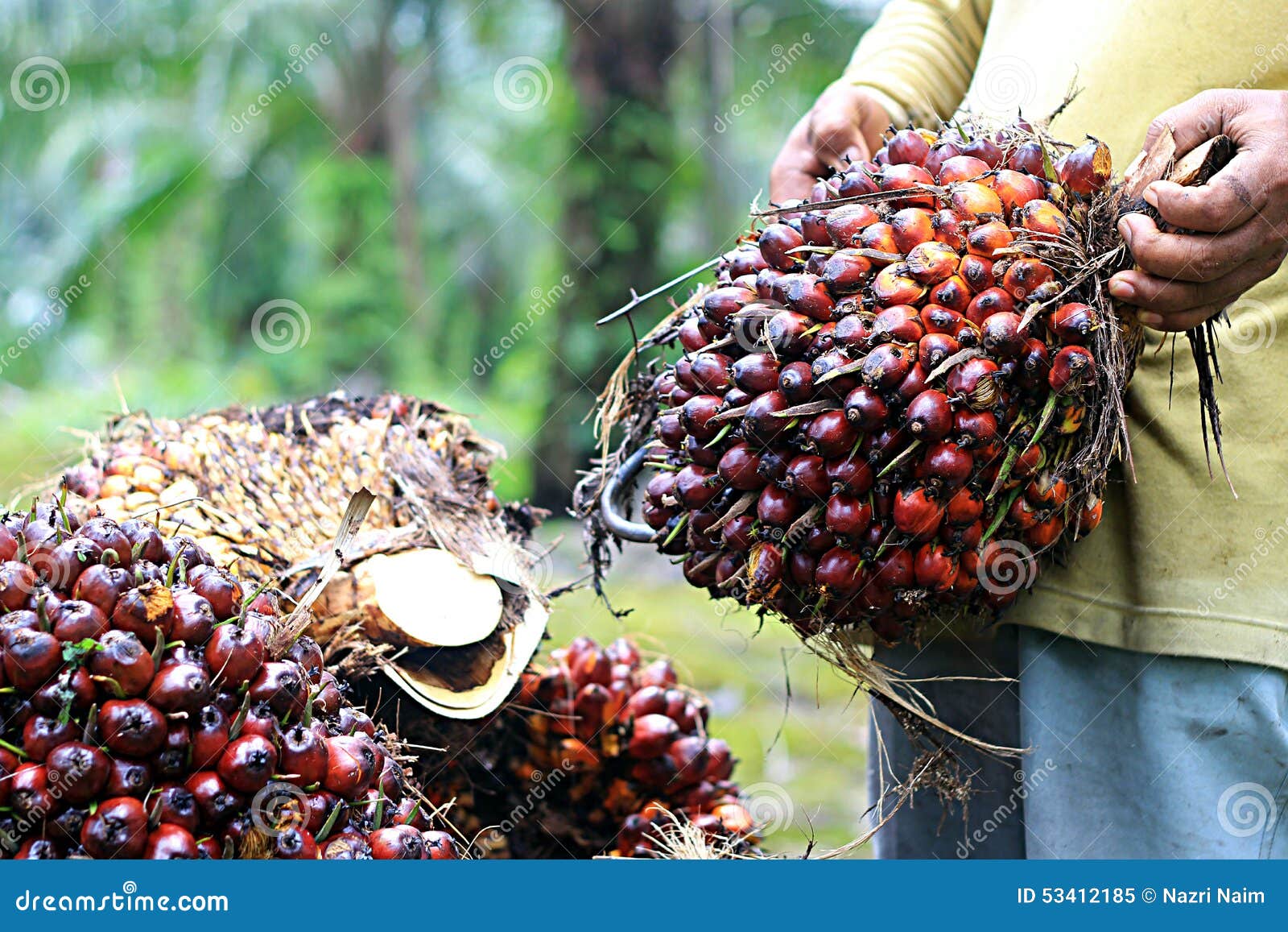 A Farmer Harvesting a Fresh Oil Palm. Stock Image - Image of plantation ...