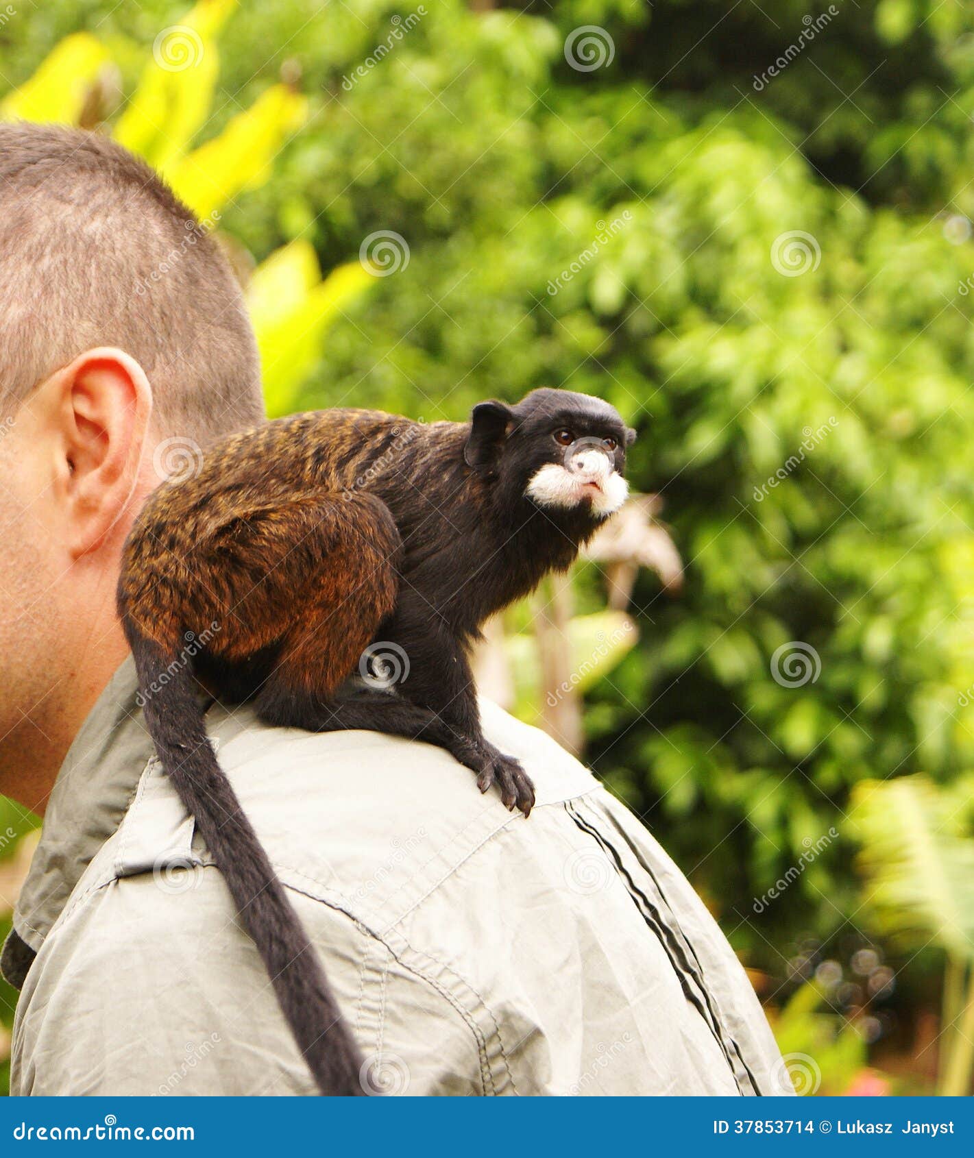 Man with a Monkey on His Shoulder Stock Photo - Image of ecotourism ...