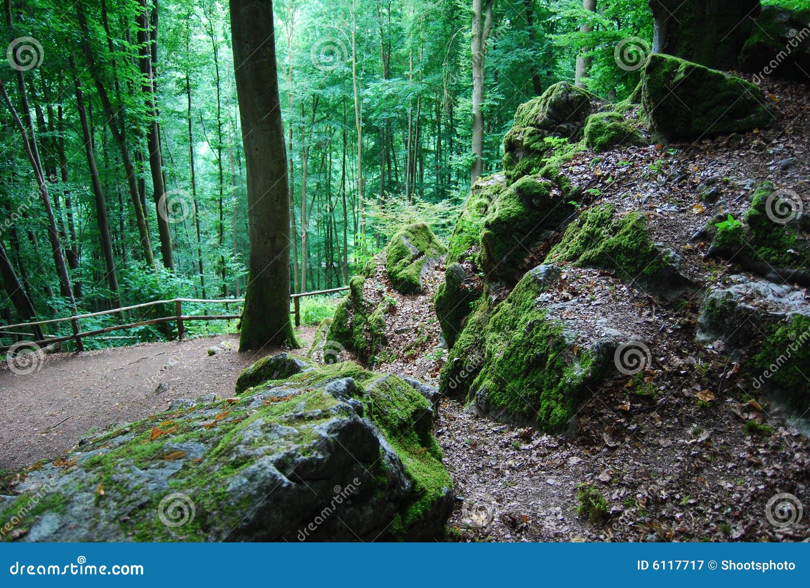 German Forest Photographed In Spring | CartoonDealer.com #247734870