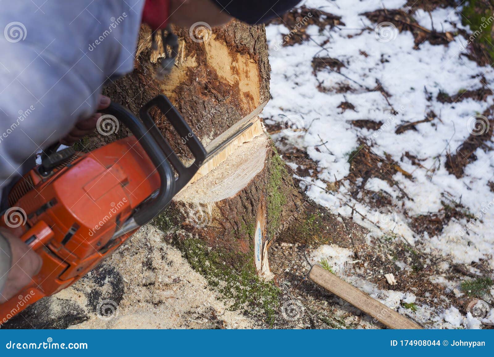 Man with Motor Chainsaw Cutting Tree in Forest. Stock Photo - Image of ...