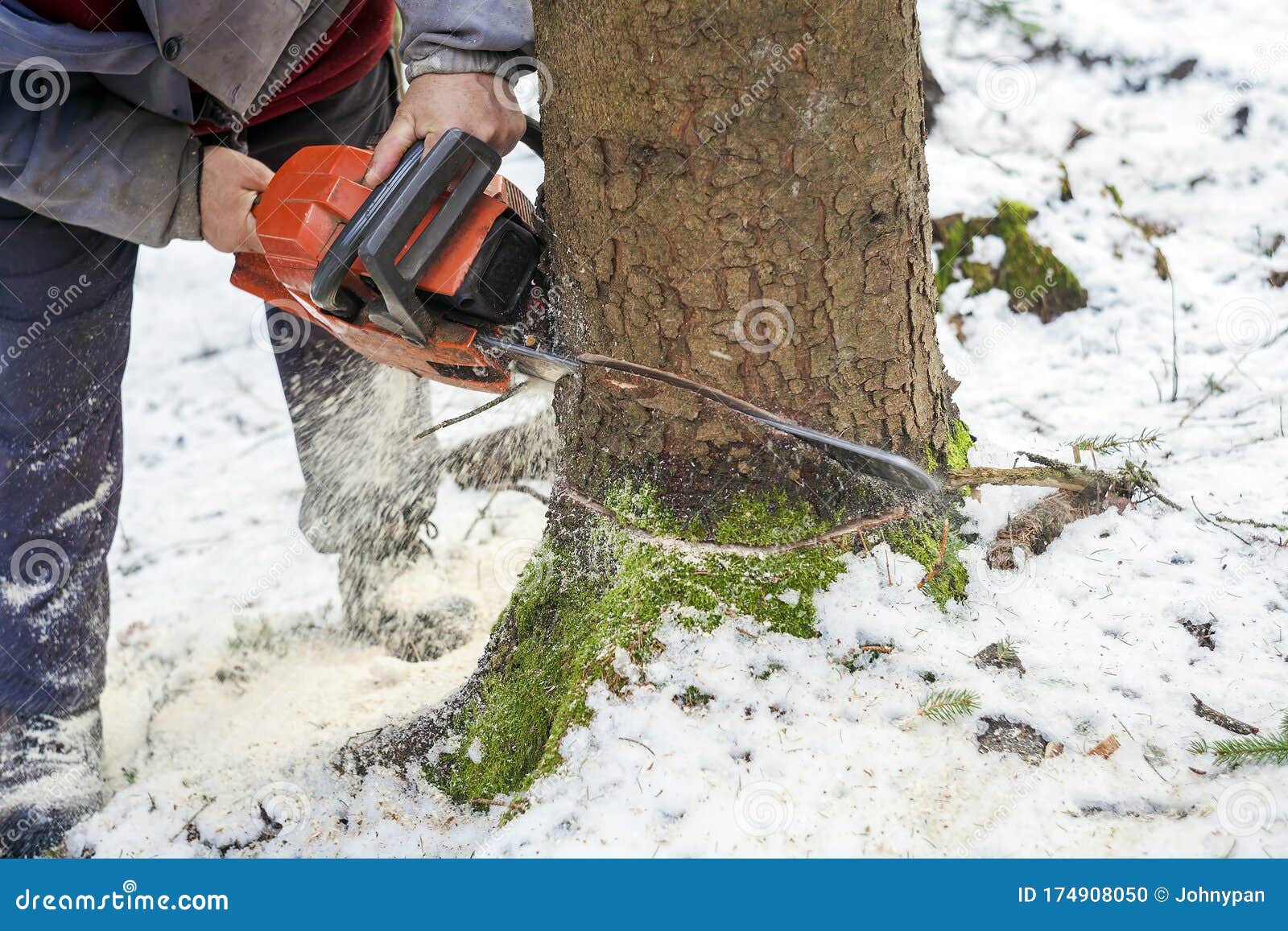 Man With Motor Chainsaw Cutting Tree In Forest. Royalty-Free Stock ...