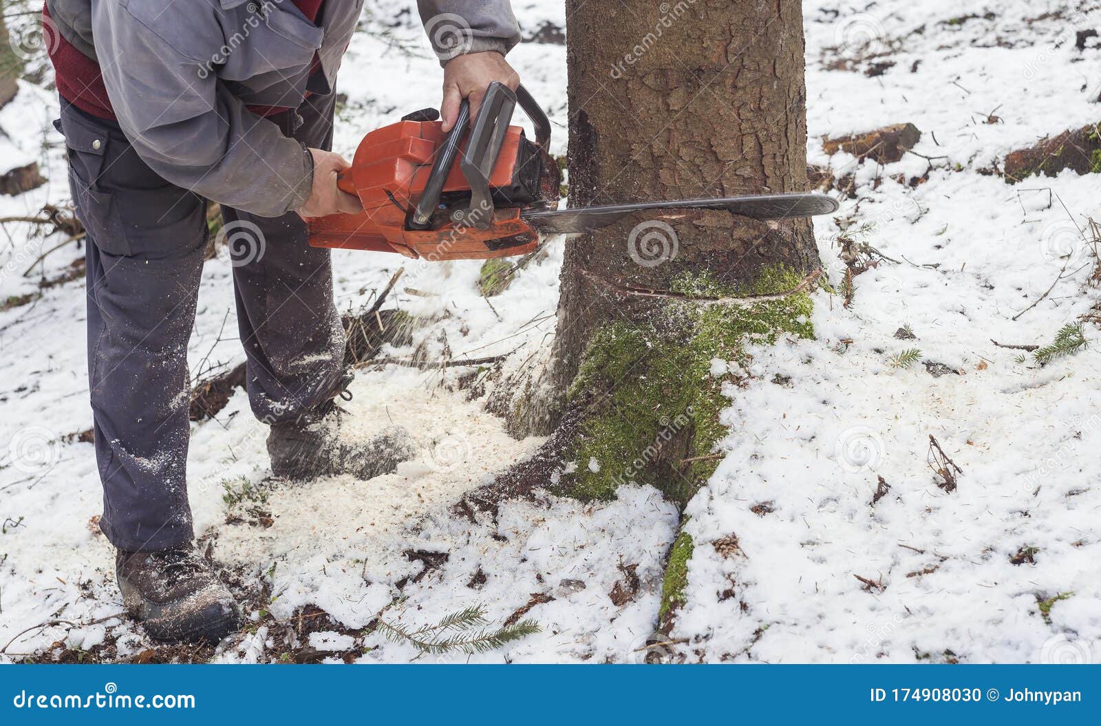 Man with Motor Chainsaw Cutting Tree in Forest. Stock Photo - Image of ...