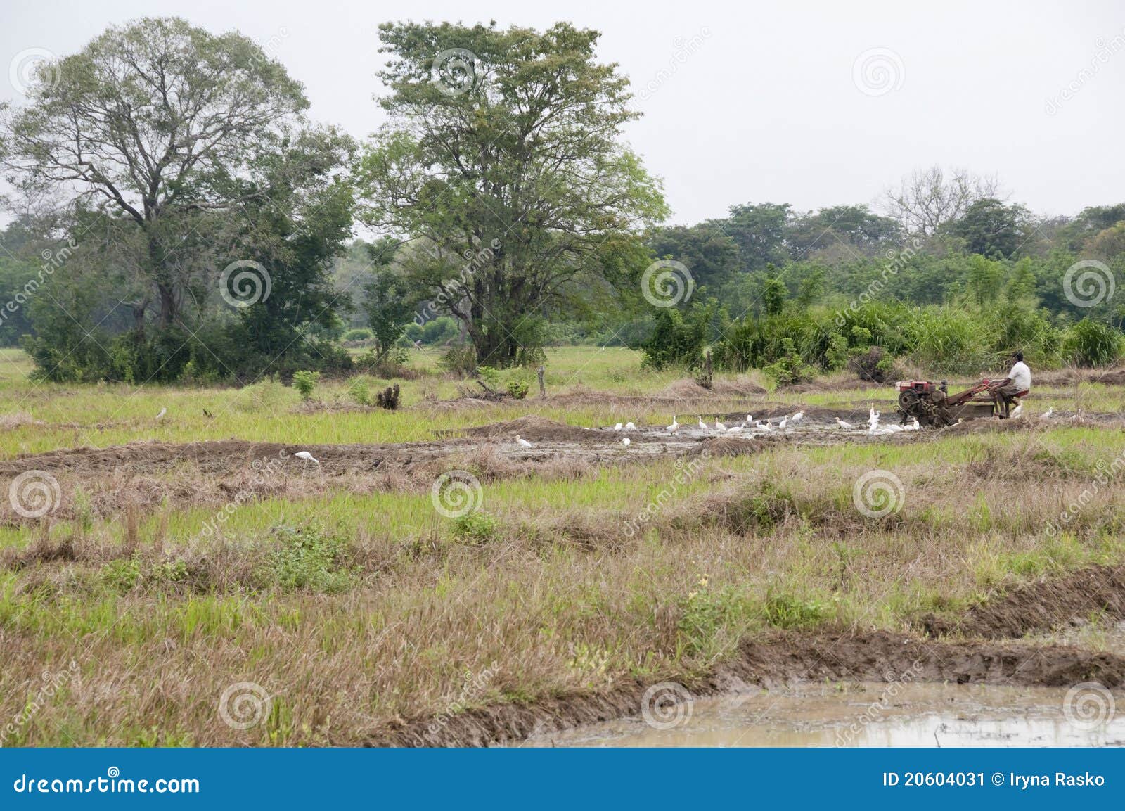 Man with Motor Plow in Rice Field Editorial Photo - Image of ...