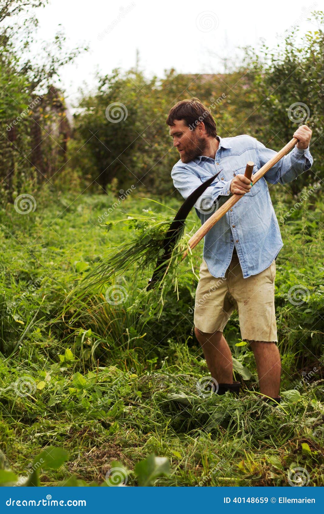 Man Mowing Grass With A Scythe Stock Photo - Image: 40148659