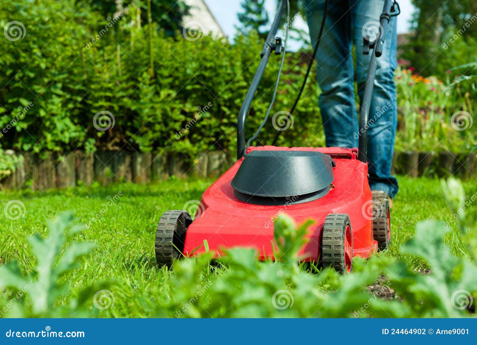 Man is Mowing the Lawn in Summer Stock Photo - Image of green, person ...