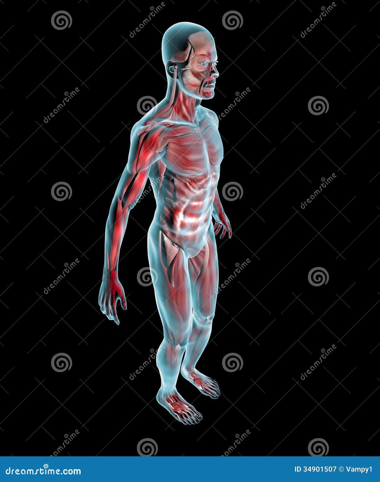 Man Muscles Anatomy Royalty-Free Stock Photography | CartoonDealer.com ...