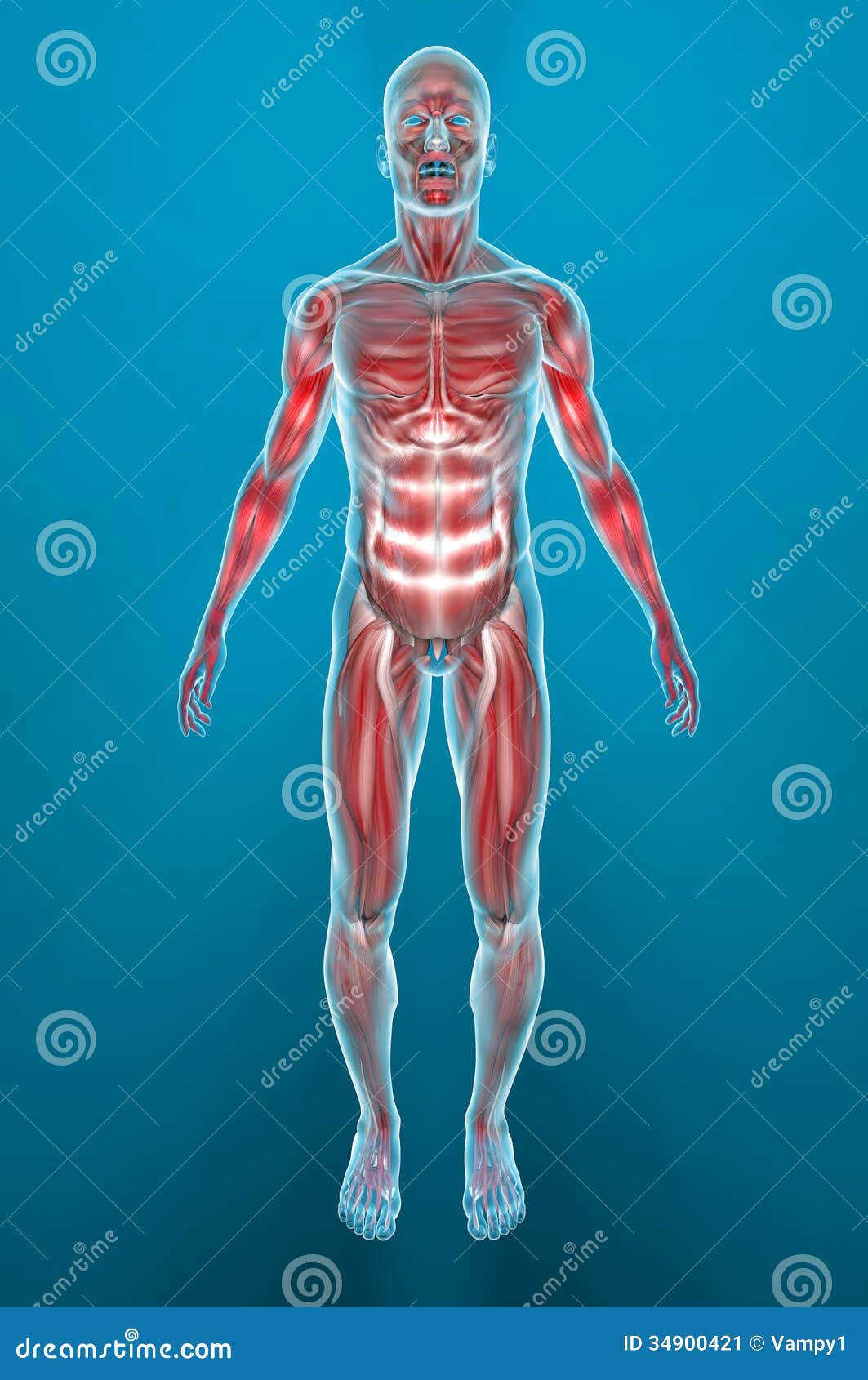 Man muscles anatomy stock illustration. Illustration of human - 34900421