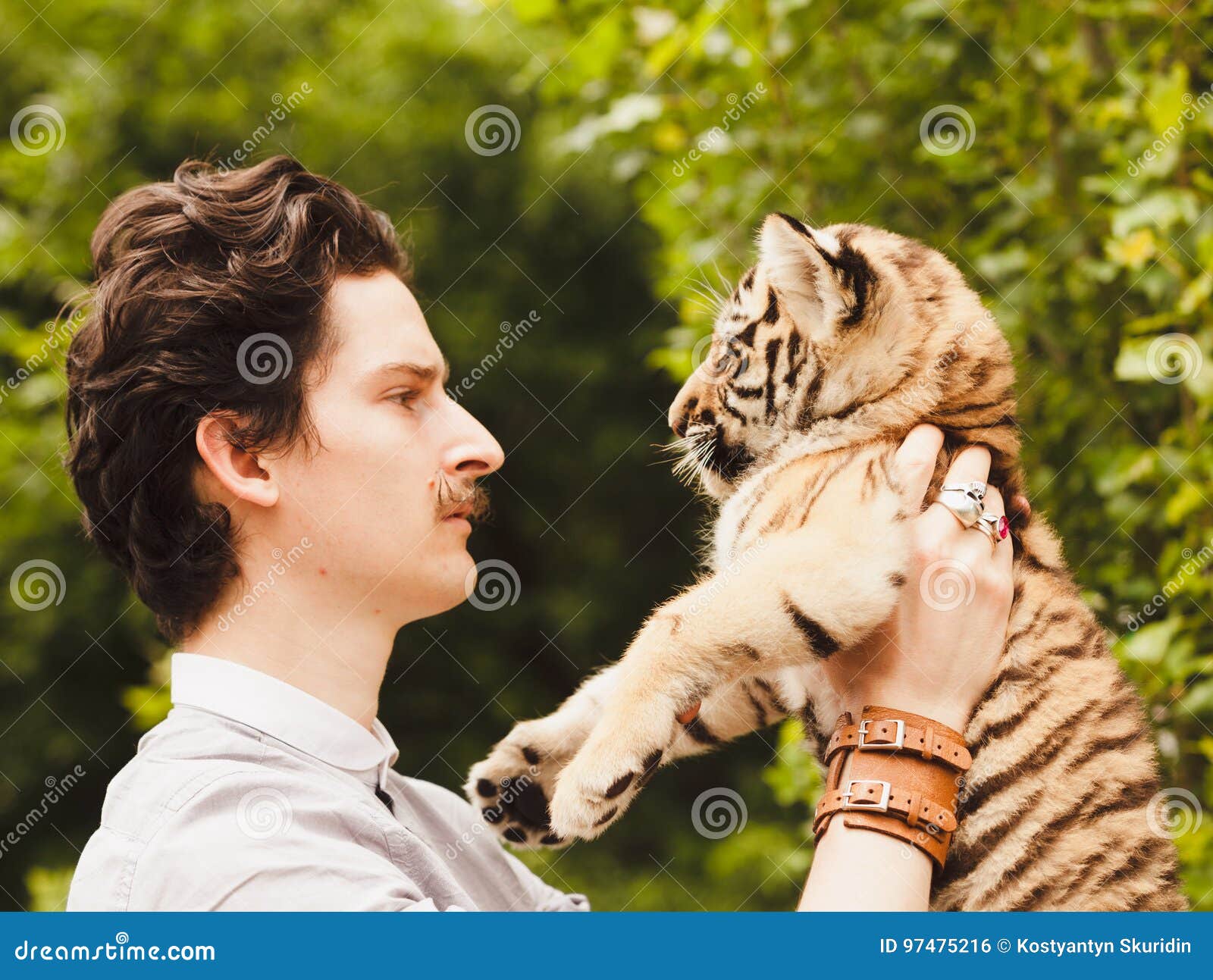 A Man with a Mustache Looks into the Face of a Tiger Cub Stock Photo ...