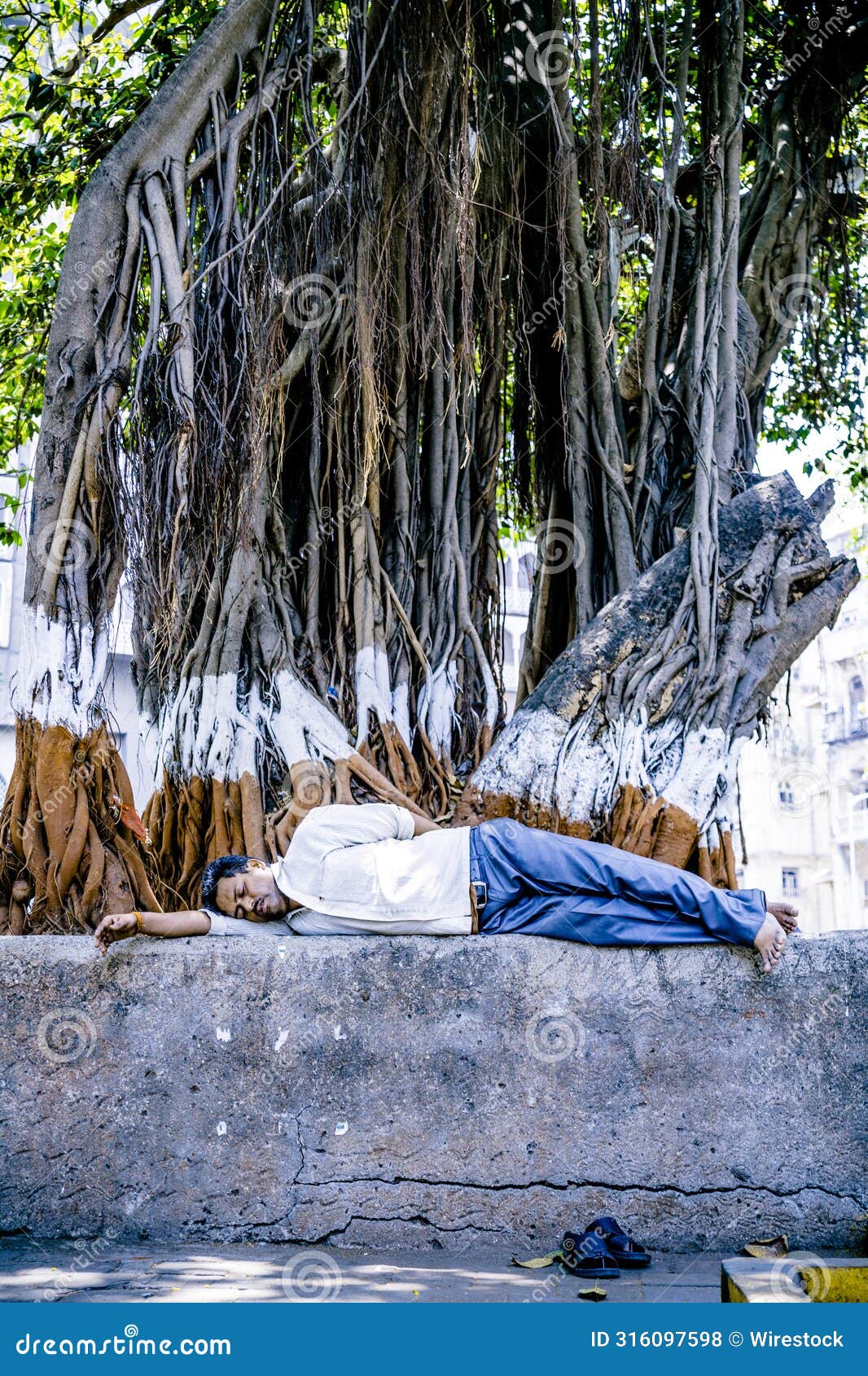 Man Napping Under Tree Roots Outdoors in Mumbai, India Editorial Stock ...