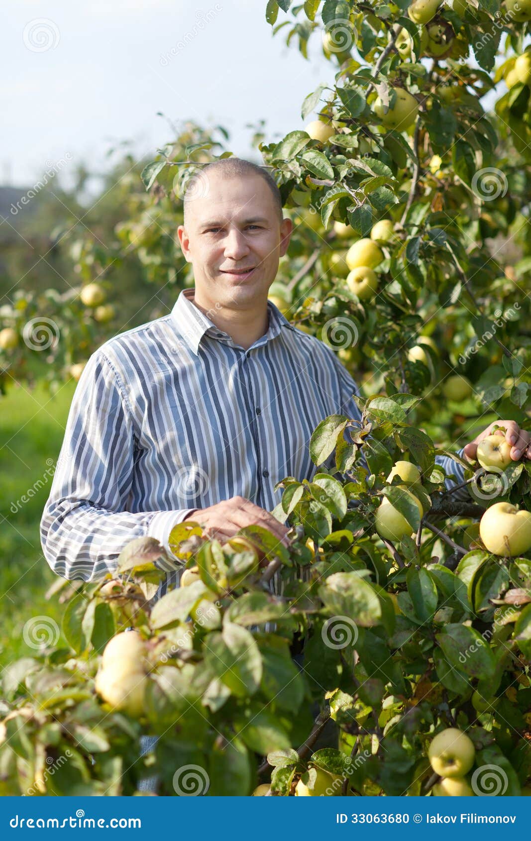 Man Near Apples Trees in Garden Stock Photo - Image of orchard ...