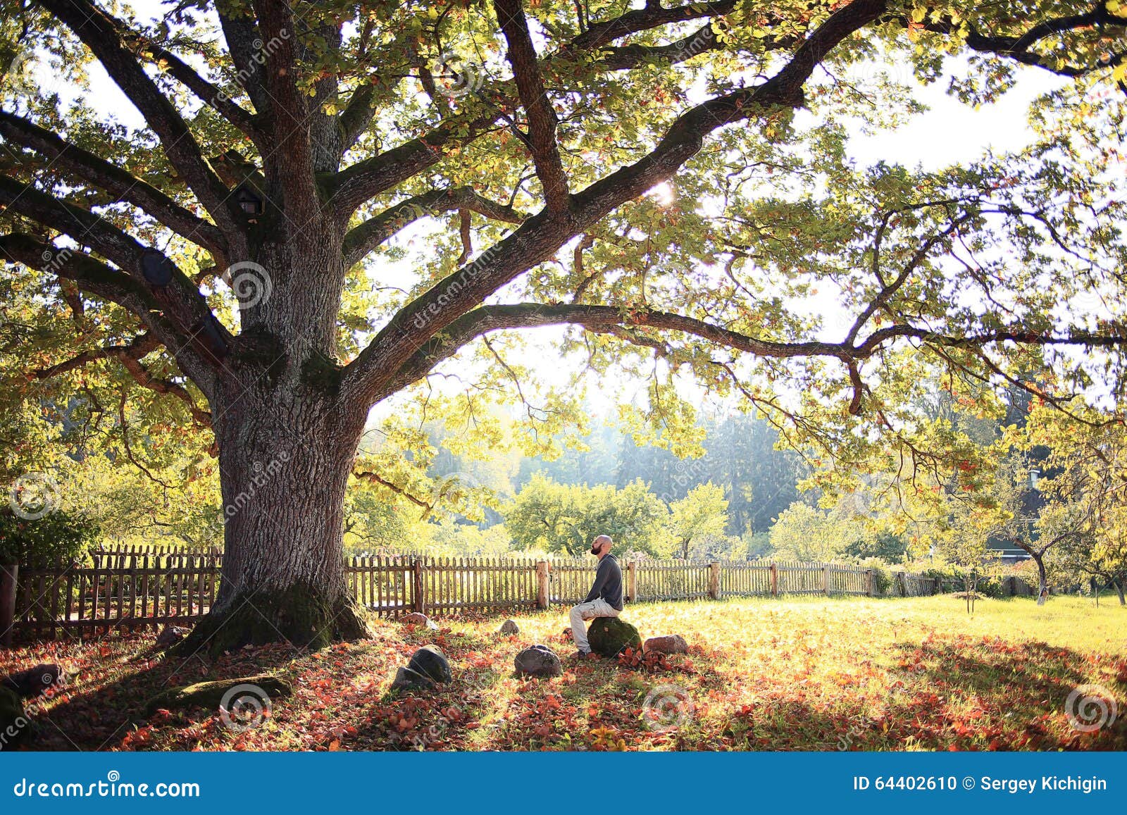 Man Near Big Tree in Autumn Park Stock Photo - Image of fall, light ...