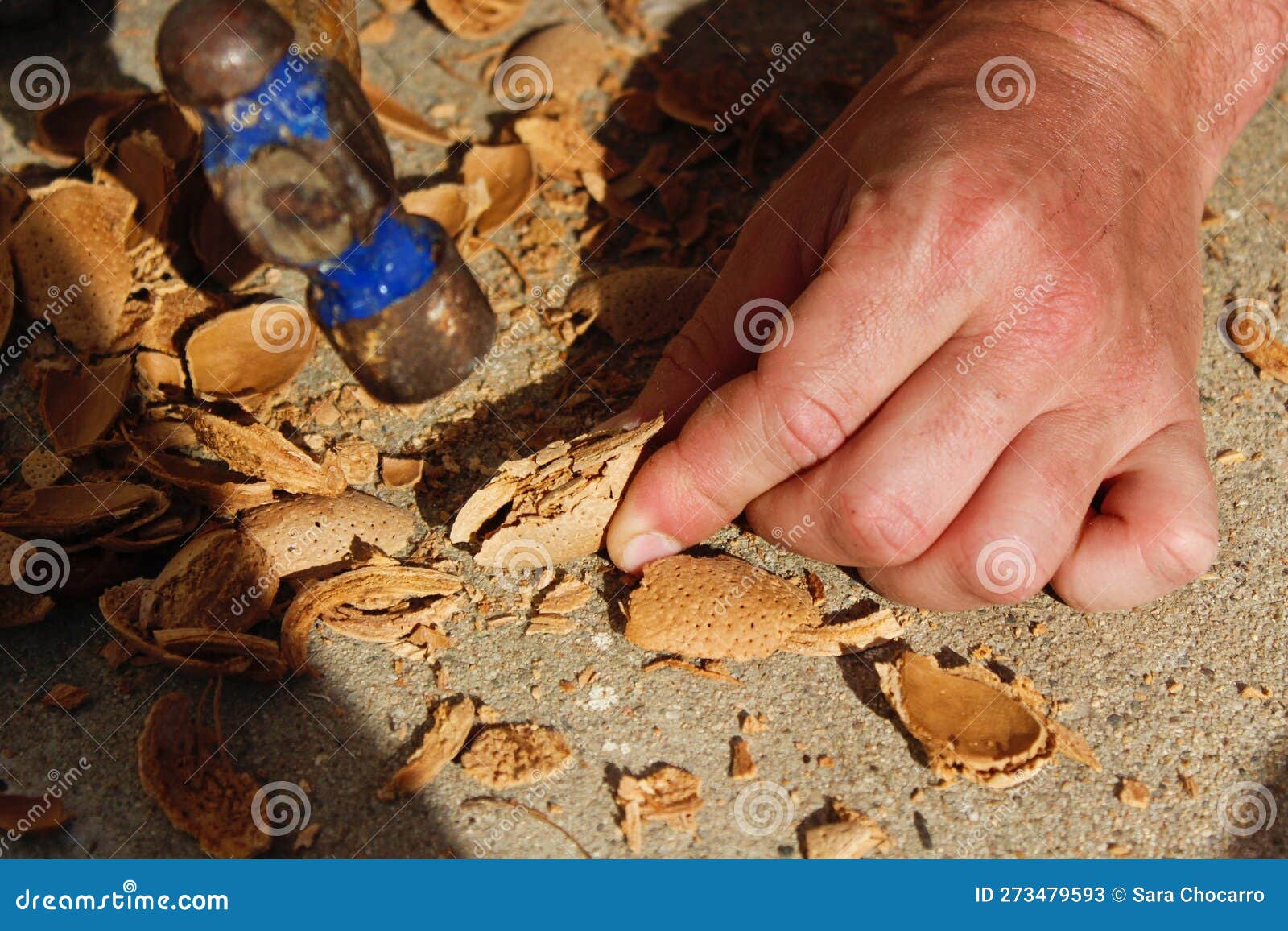 Man opening almond shells stock image. Image of floor - 273479593