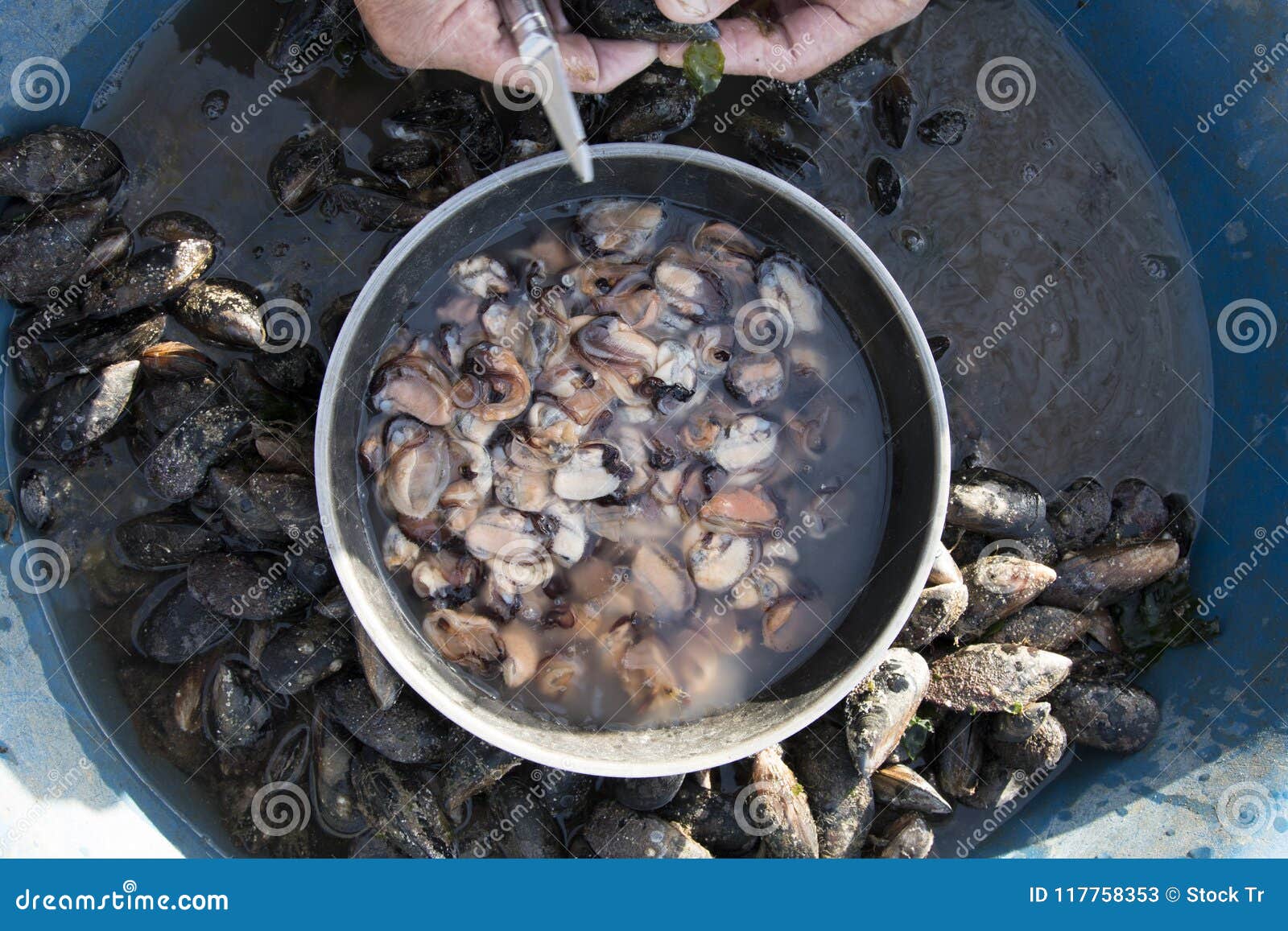 Man opens mussel shells stock image. Image of black - 117758353