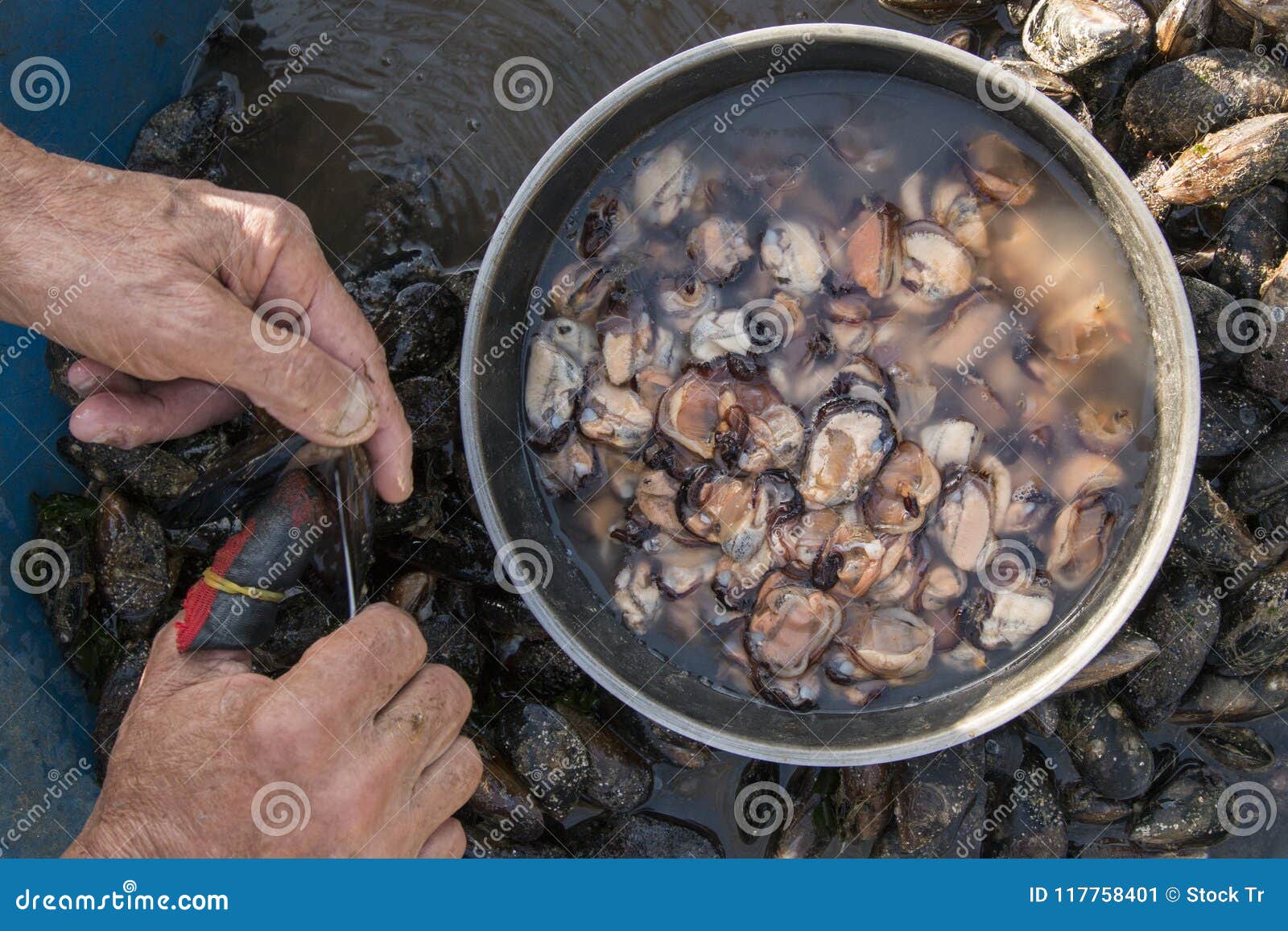 Man opens mussel shells stock image. Image of cook, colourful - 117758401