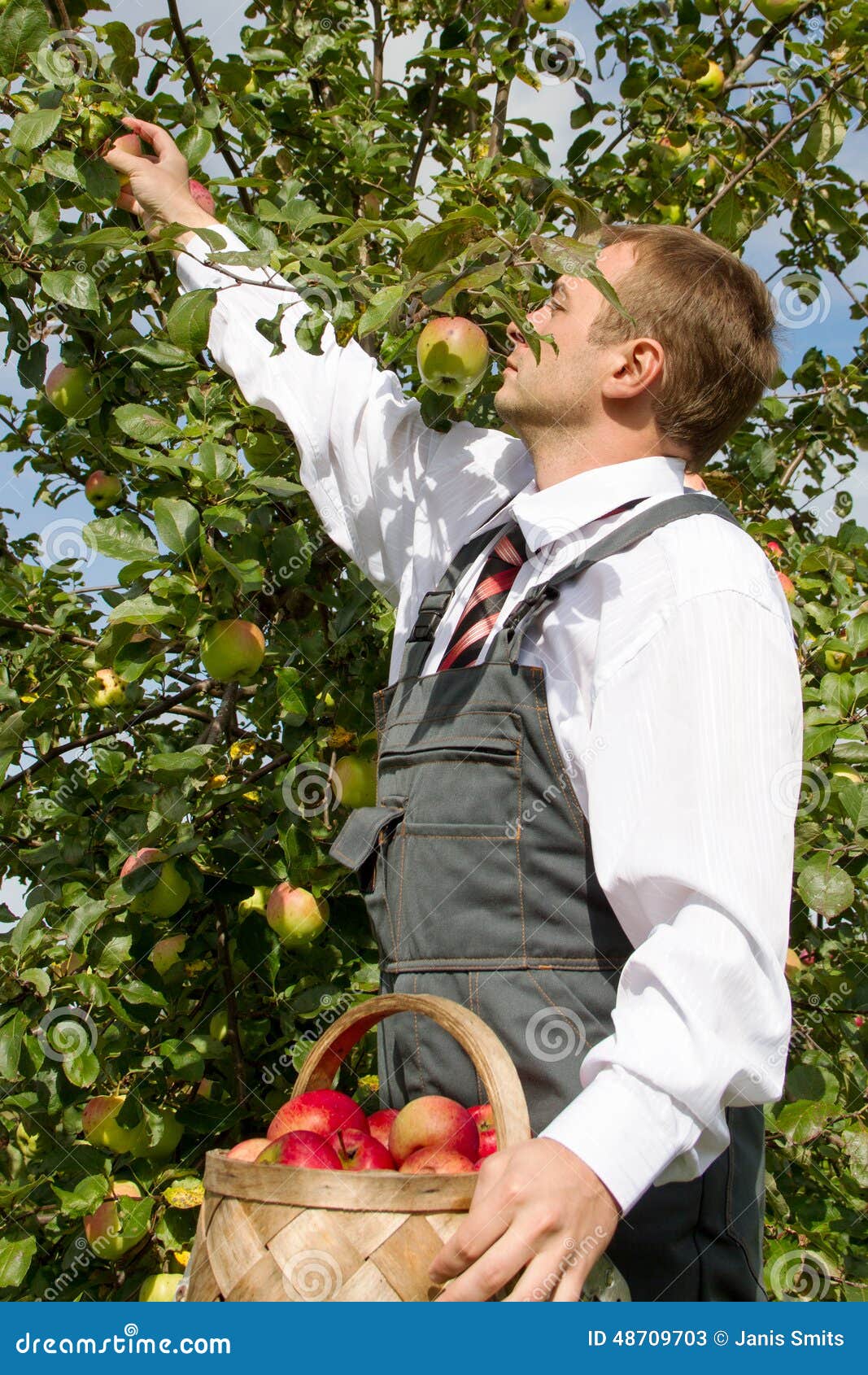 Man in orchard. stock image. Image of green, fruit, farmer - 48709703