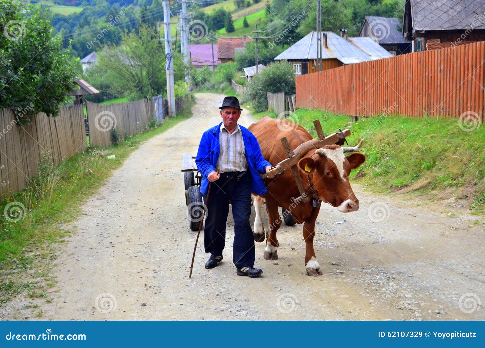Man and Ox - Returning from Field Editorial Stock Image - Image of hill ...