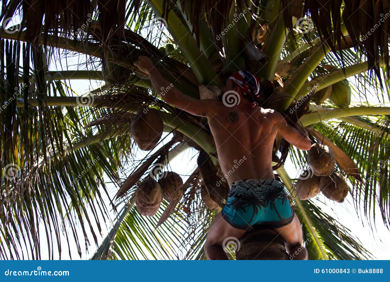 Man on a palm tree stock image. Image of nimble, india - 61000843