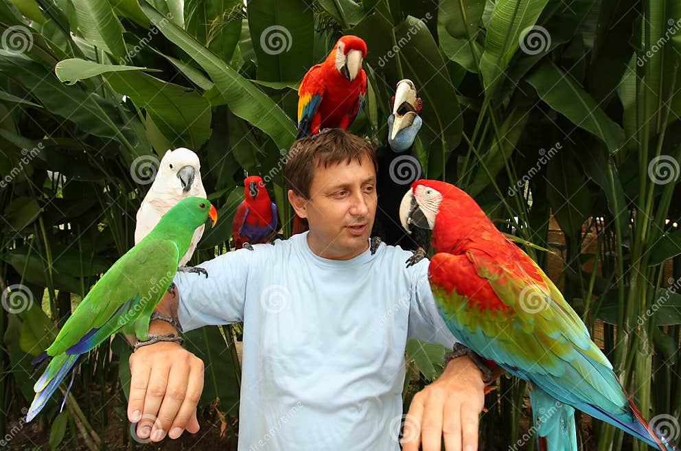 Man with parrots stock image. Image of lips, feather - 14827161