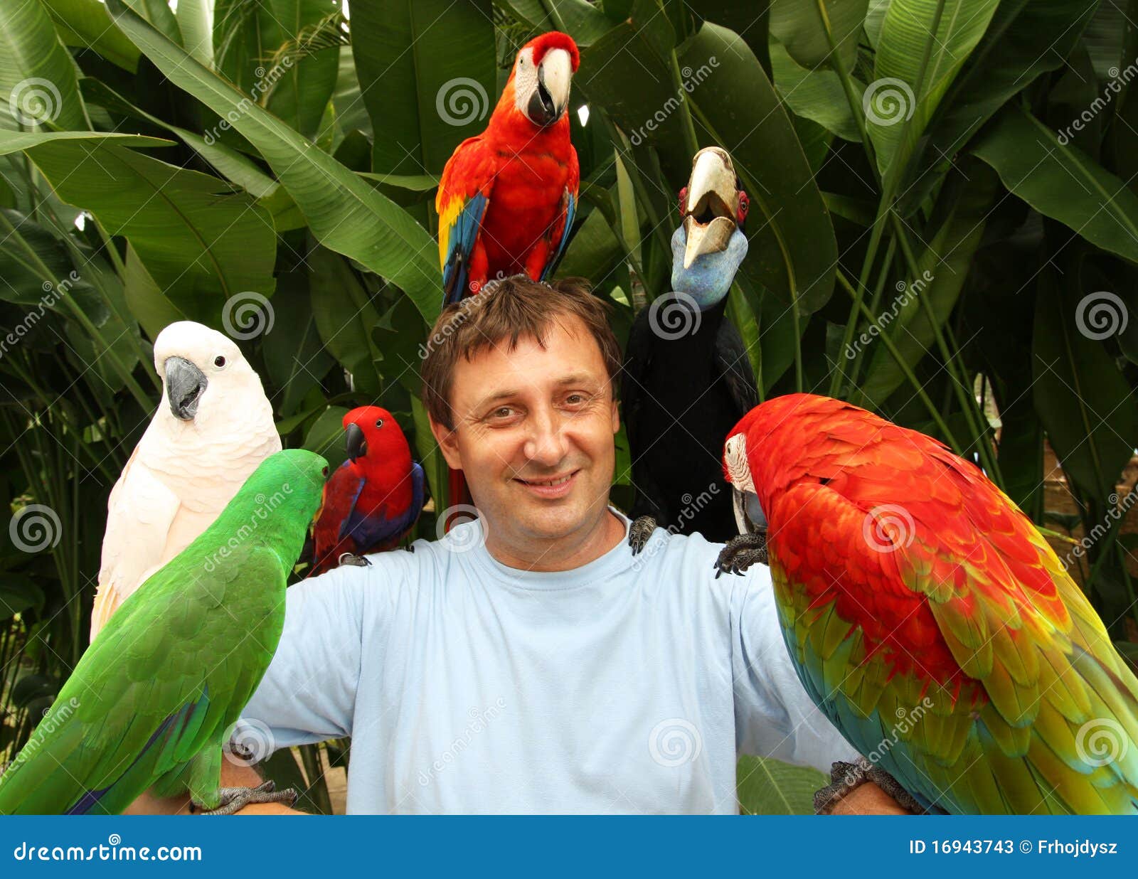 Man and parrots stock image. Image of impersonate, macaw - 16943743