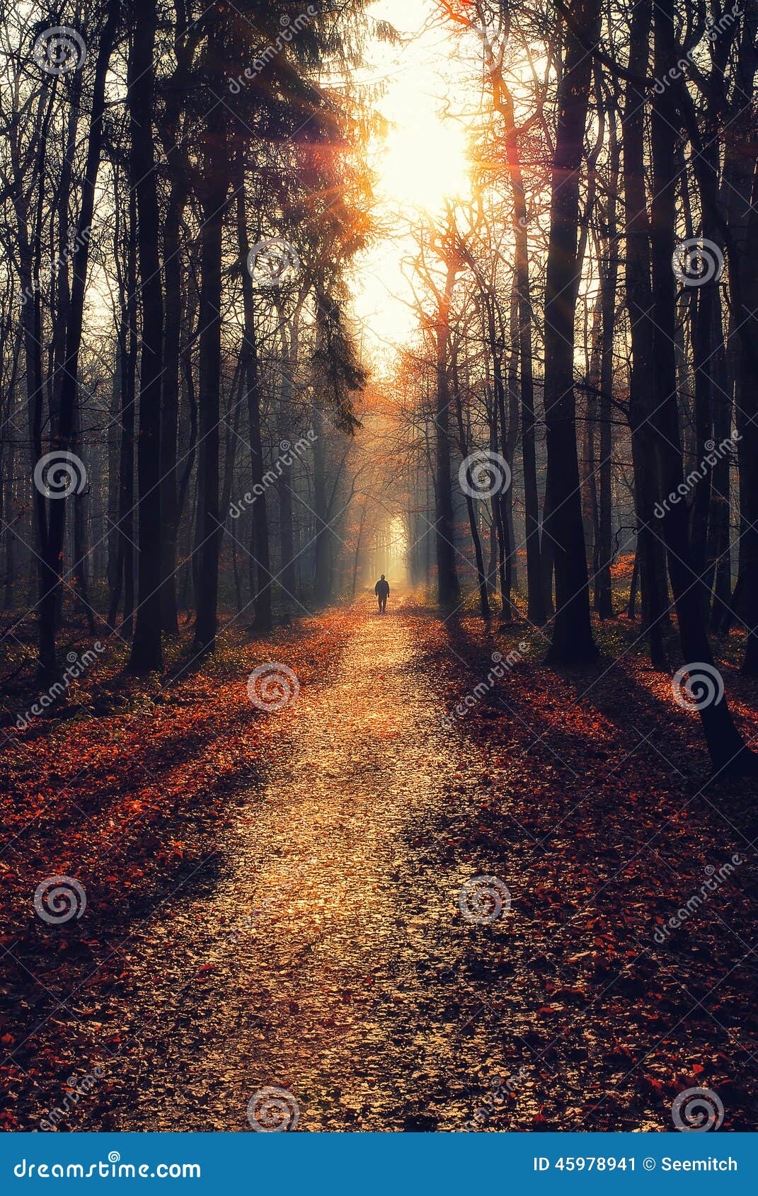 Path In Forest, Buddha Lantern. Zen Direction Objective And Relaxation ...