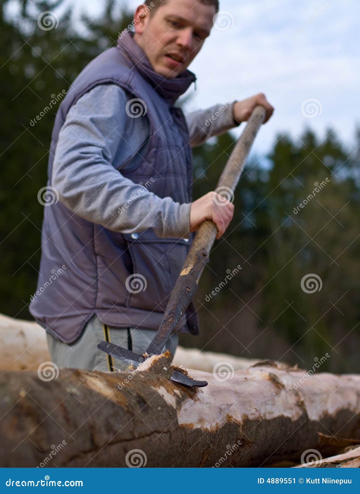 Man peeling bark off tree stock image. Image of rugged - 4889551