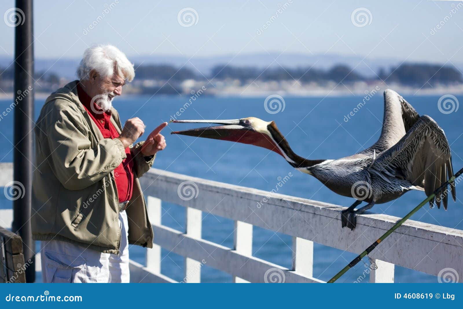 Man and the Pelican 2 stock image. Image of coastal, sunny - 4608619