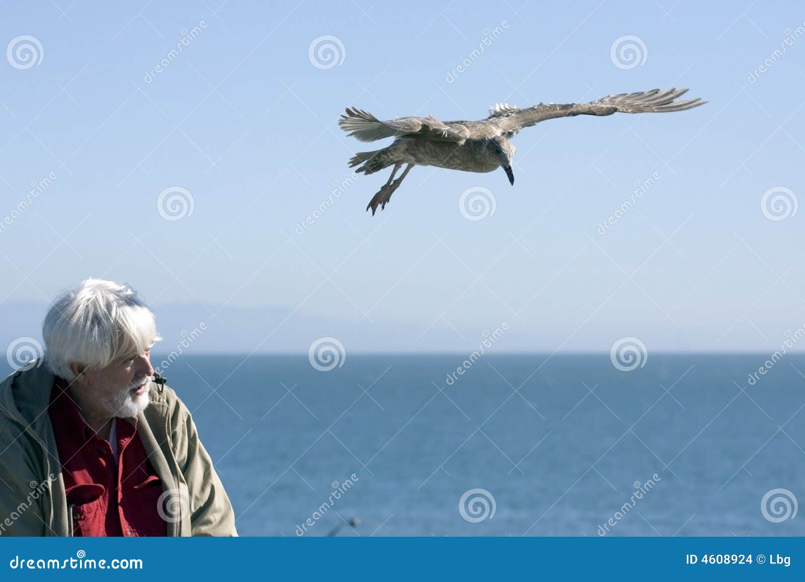 Man and the Pelican 20 stock photo. Image of anjovis, summer - 4608924