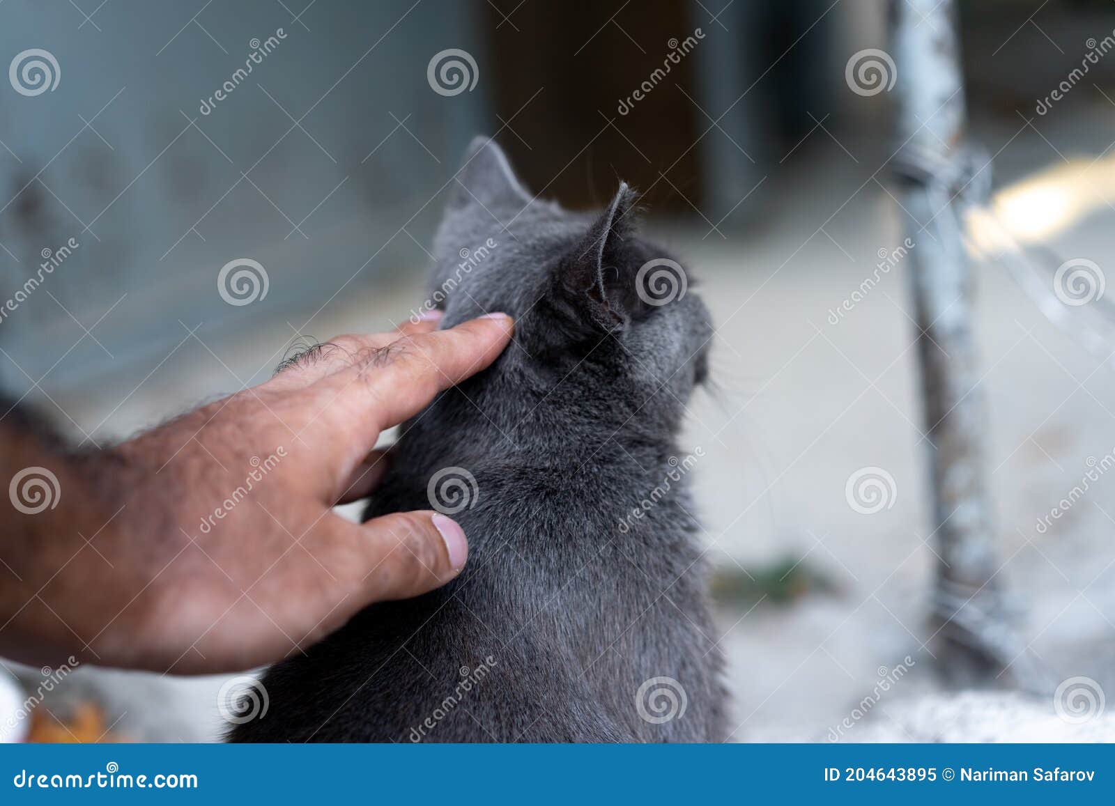 Man Petting a Cat on the Street Stock Image - Image of love, grey ...