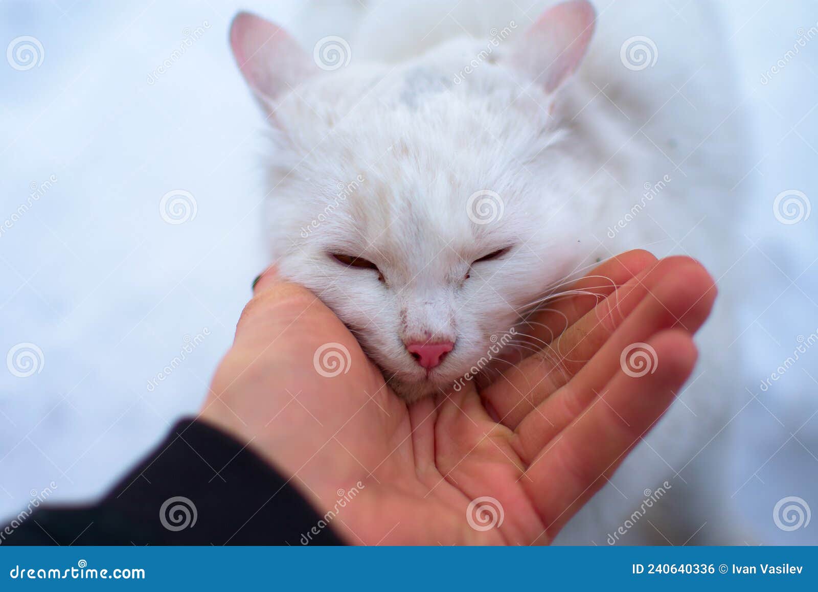 Man petting a cat stock photo. Image of human, emotion - 240640336