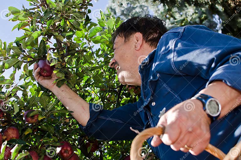 Man picking apples stock image. Image of growing, fresh - 21448873