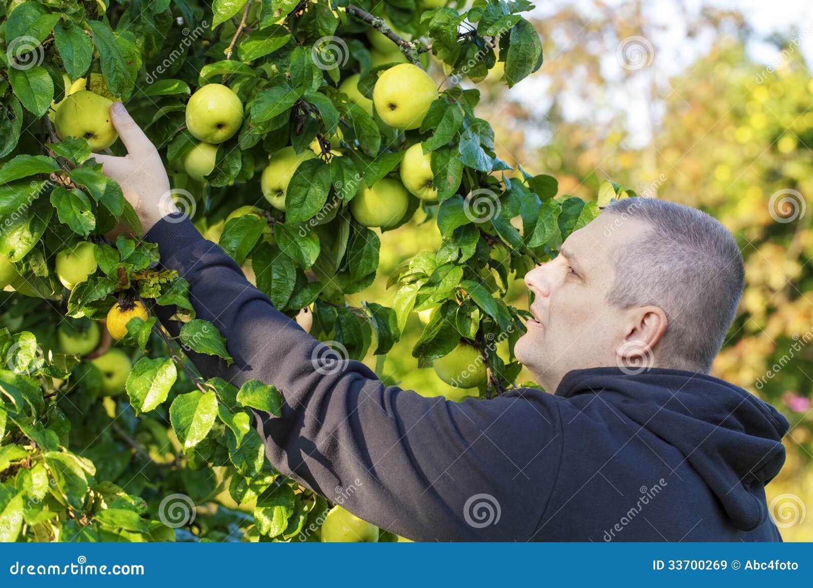 Man picking apples stock image. Image of bush, farmer - 33700269