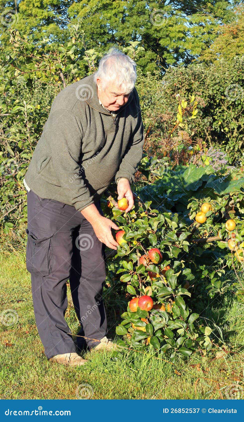 Man Picking Apples in an Orchard. Stock Image - Image of fruit, tree ...