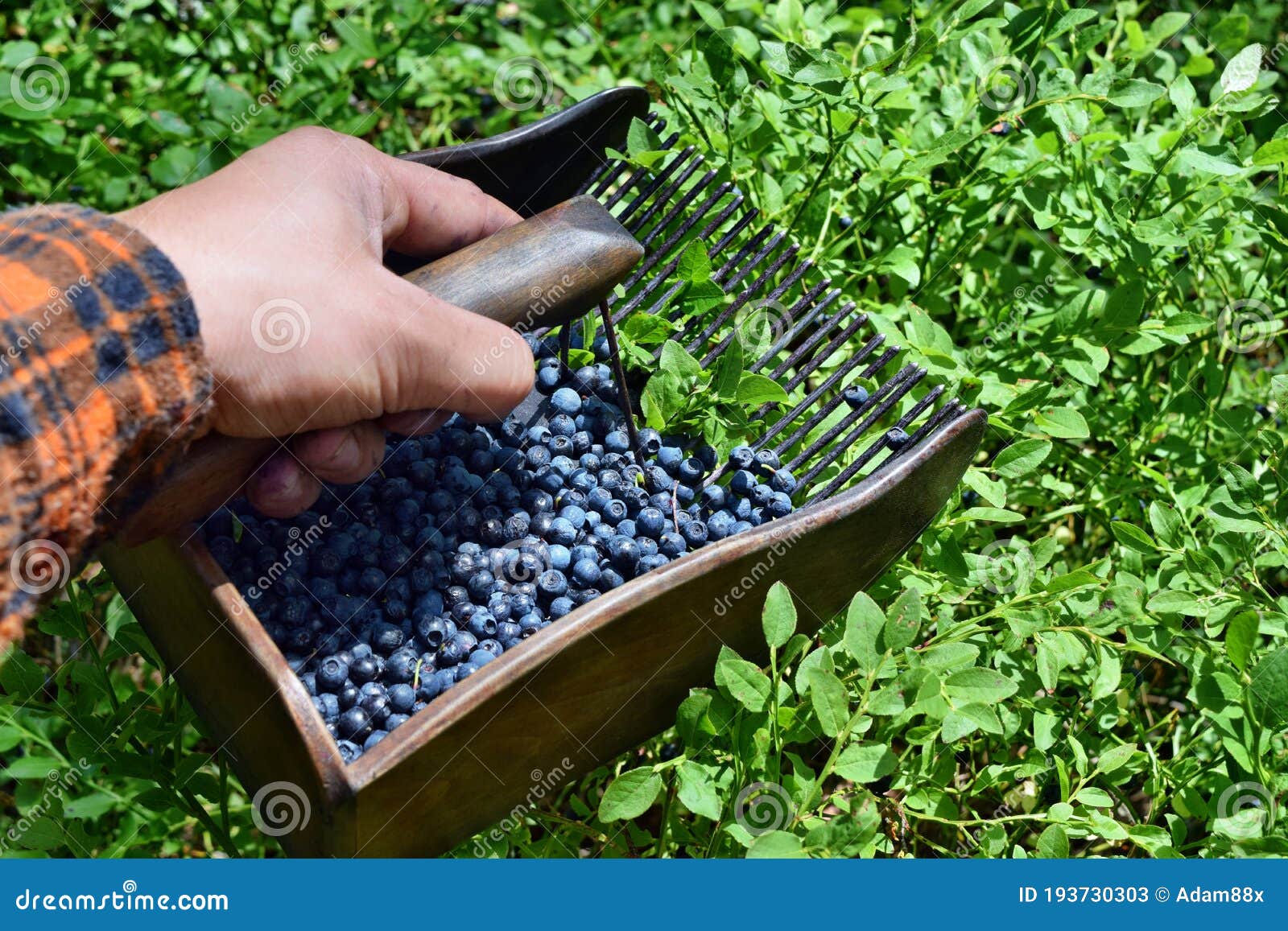 Man is Picking Blueberries with a Special Comb Stock Image - Image of ...