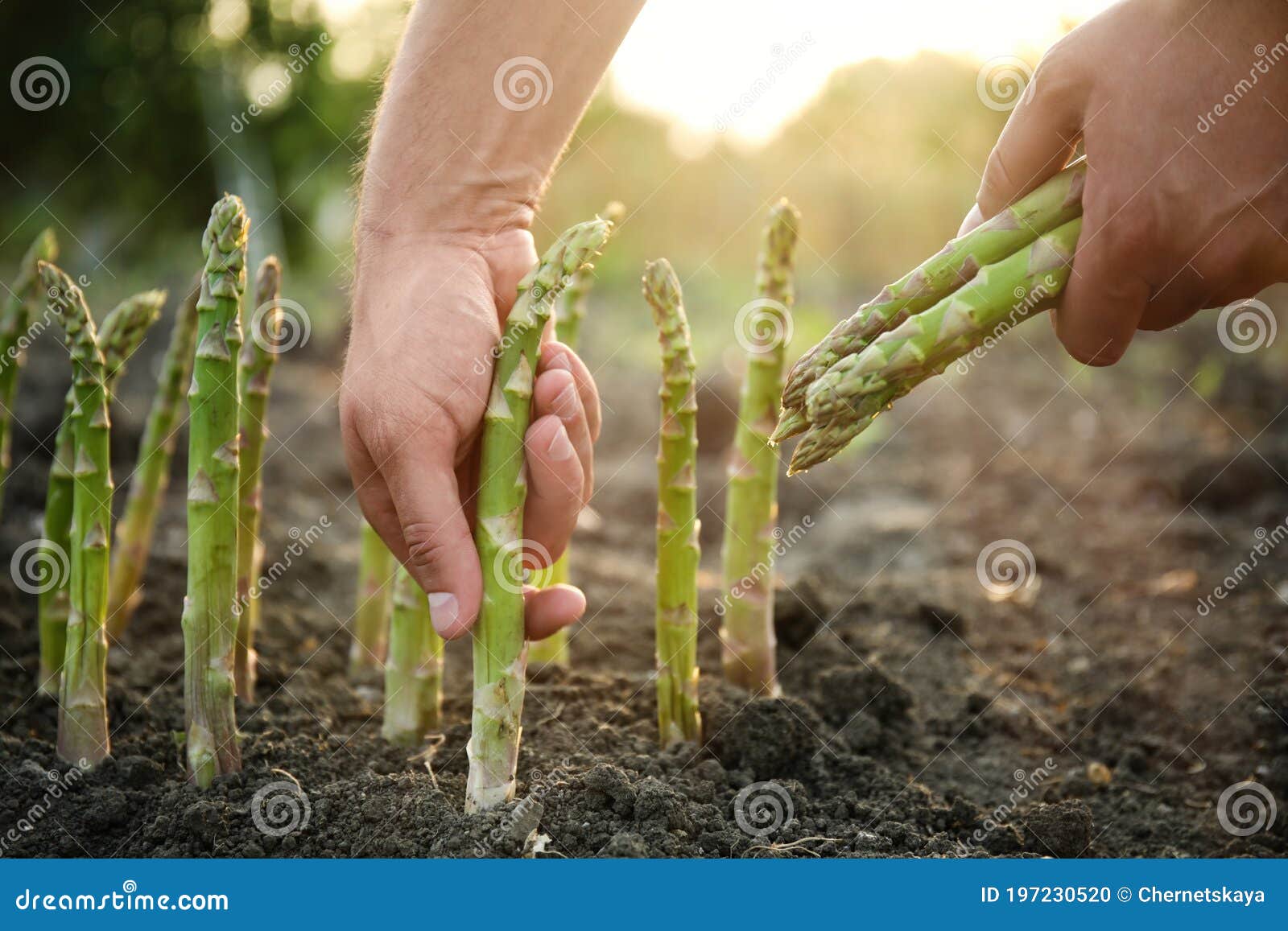 Man Picking Fresh Asparagus in Field, Closeup Stock Photo - Image of ...