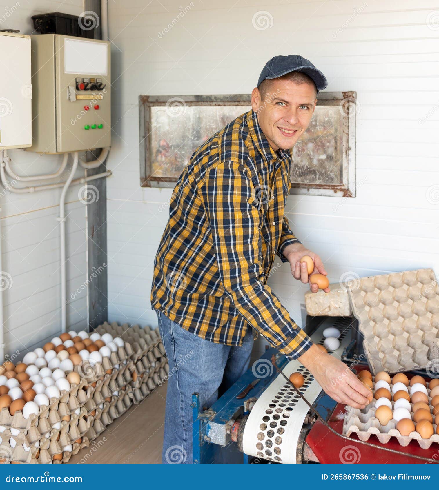 Man Picking Fresh Eggs from a Poultry Farm Conveyor Stock Photo - Image ...