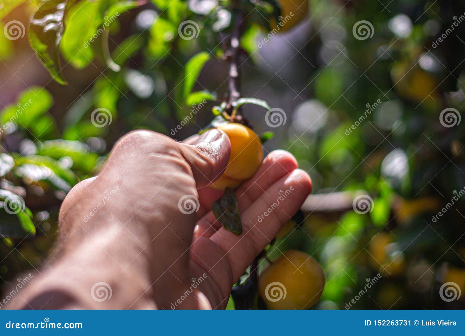A Man Picking Fruit from the Tree Stock Image - Image of fruit, natural ...