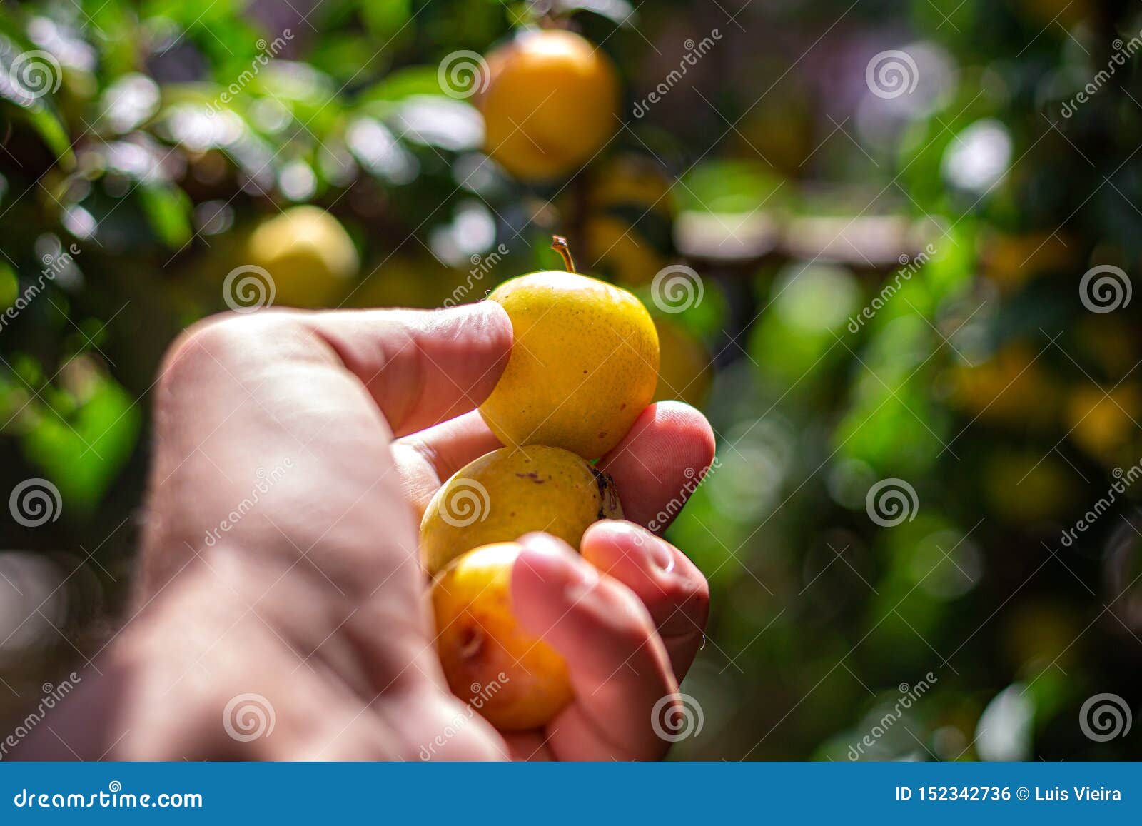 A Man Picking Fruit from the Tree Stock Photo - Image of people ...