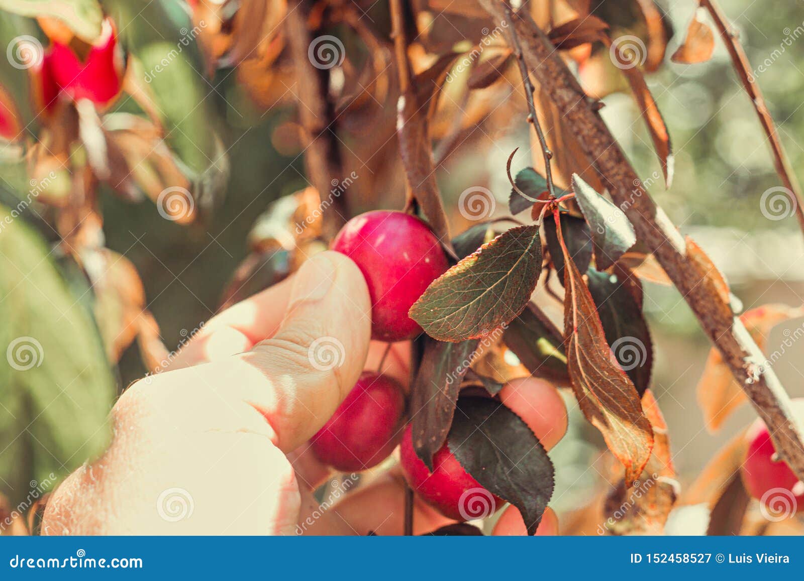 A Man Picking Fruit from the Tree Stock Image - Image of people, diet ...