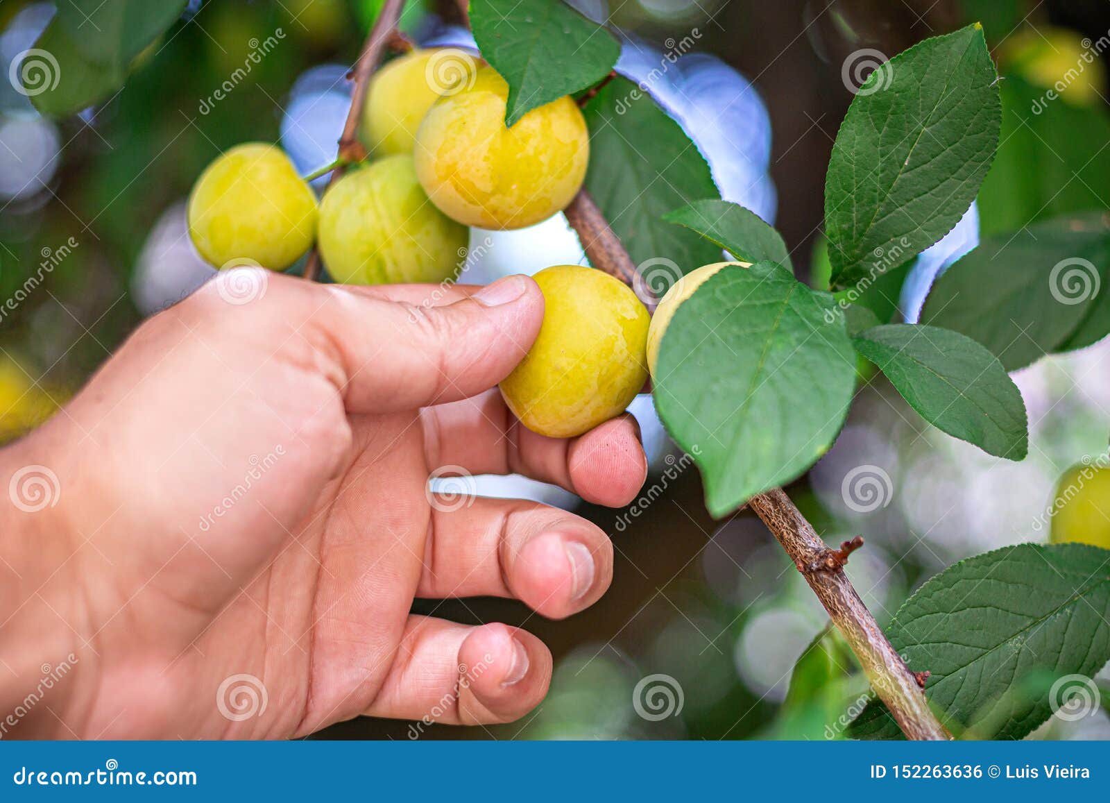 A Man Picking Fruit from the Tree Stock Photo - Image of foliage, food ...