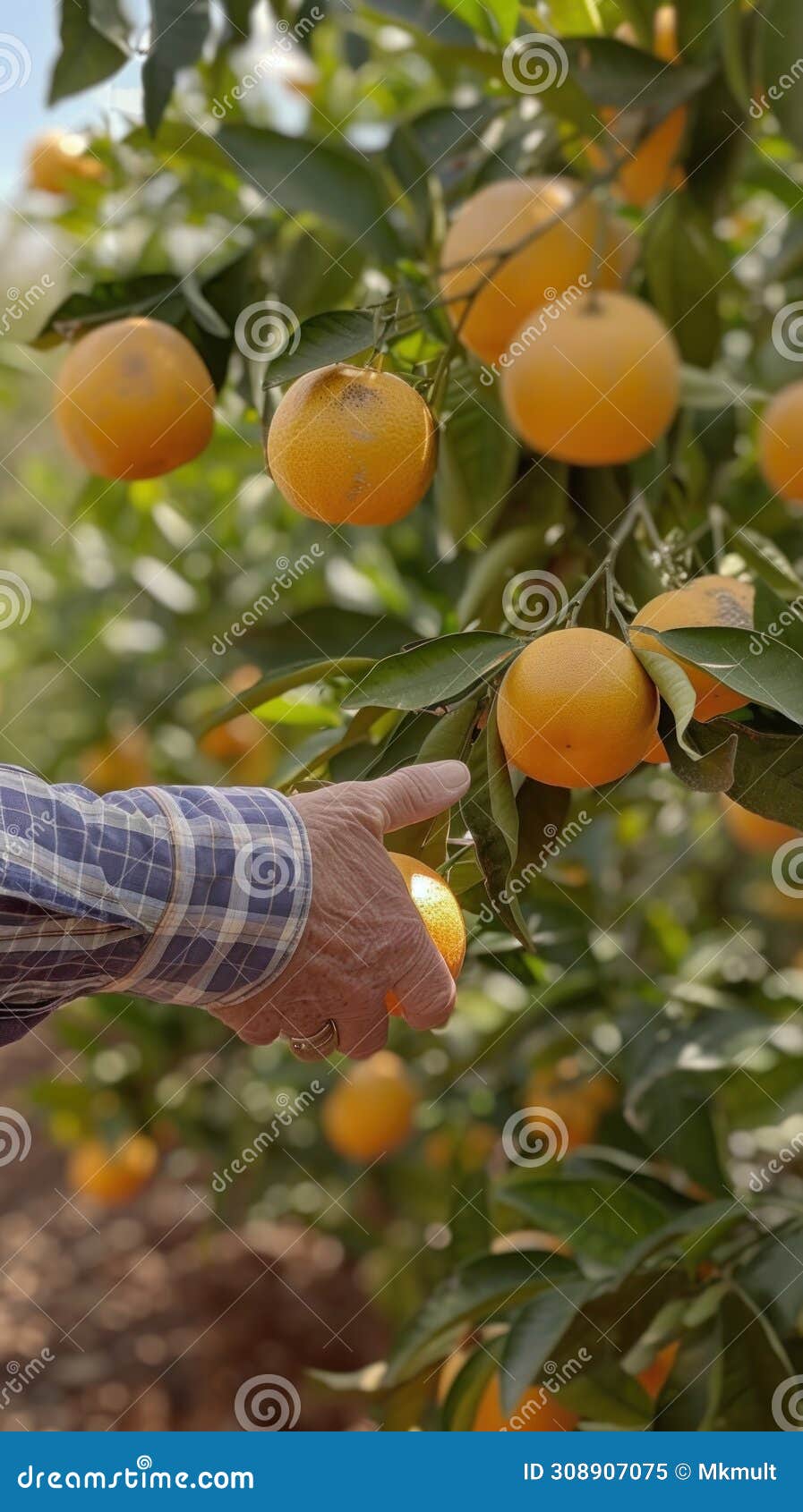 Man Picking Orange from Tree Stock Image - Image of tactile, garden ...