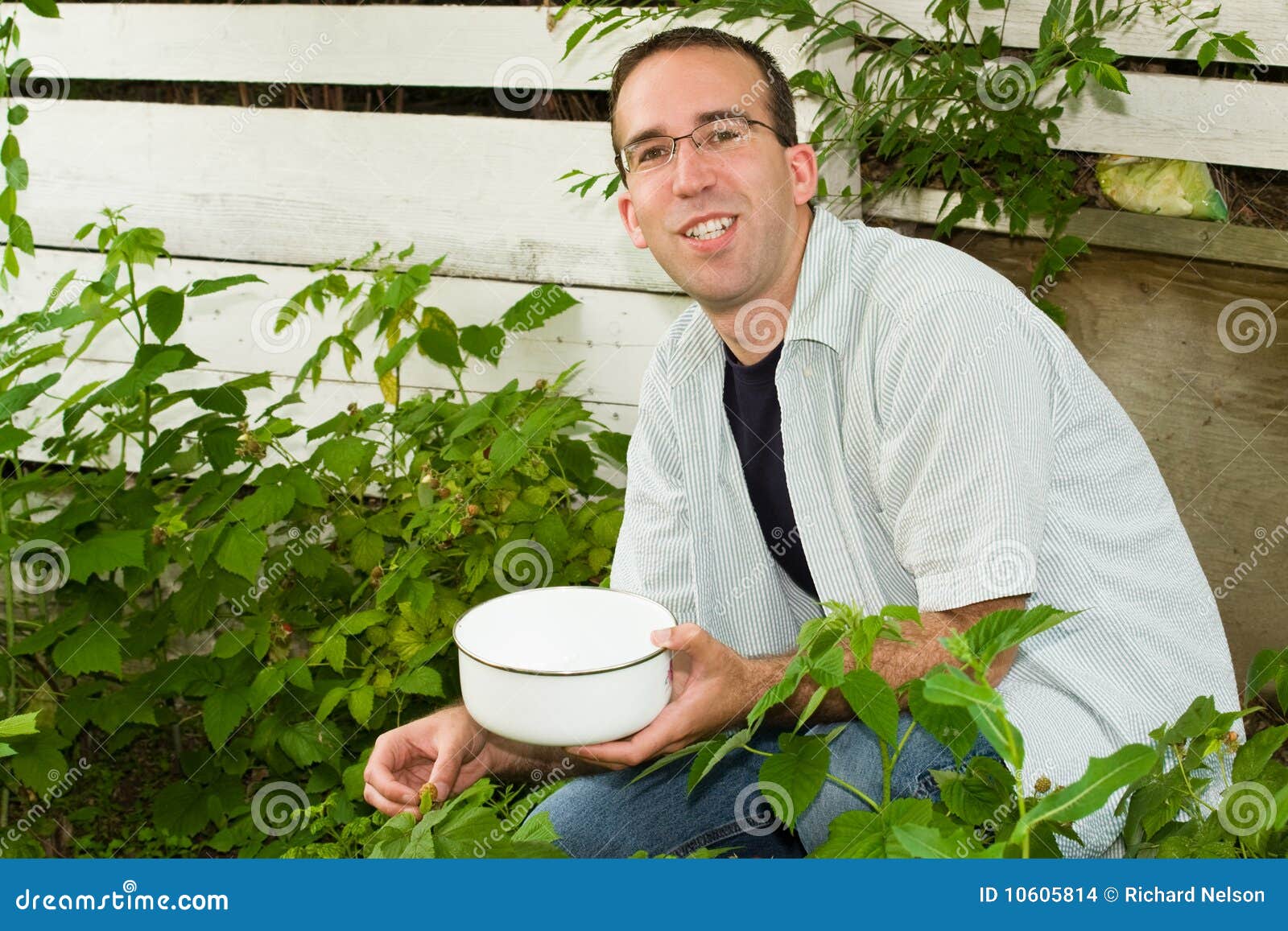 Man Picking Raspberries stock photo. Image of ripe, nutrition - 10605814