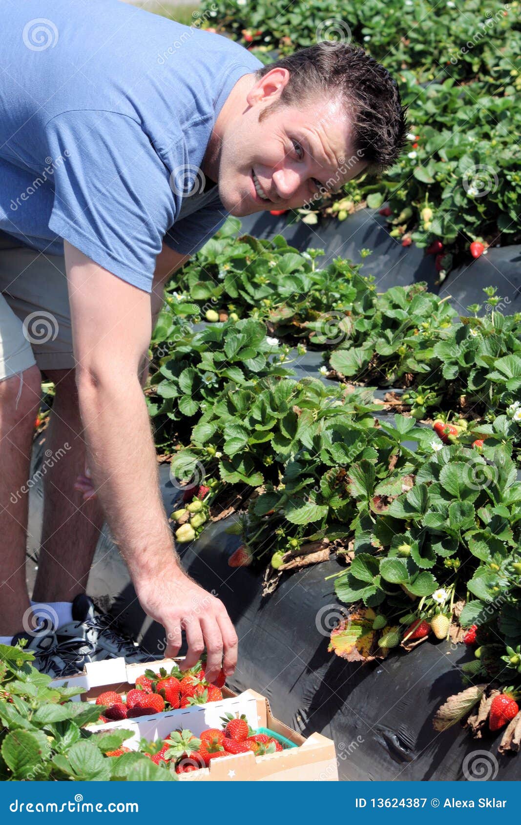 Man Picking Strawberries stock image. Image of field - 13624387