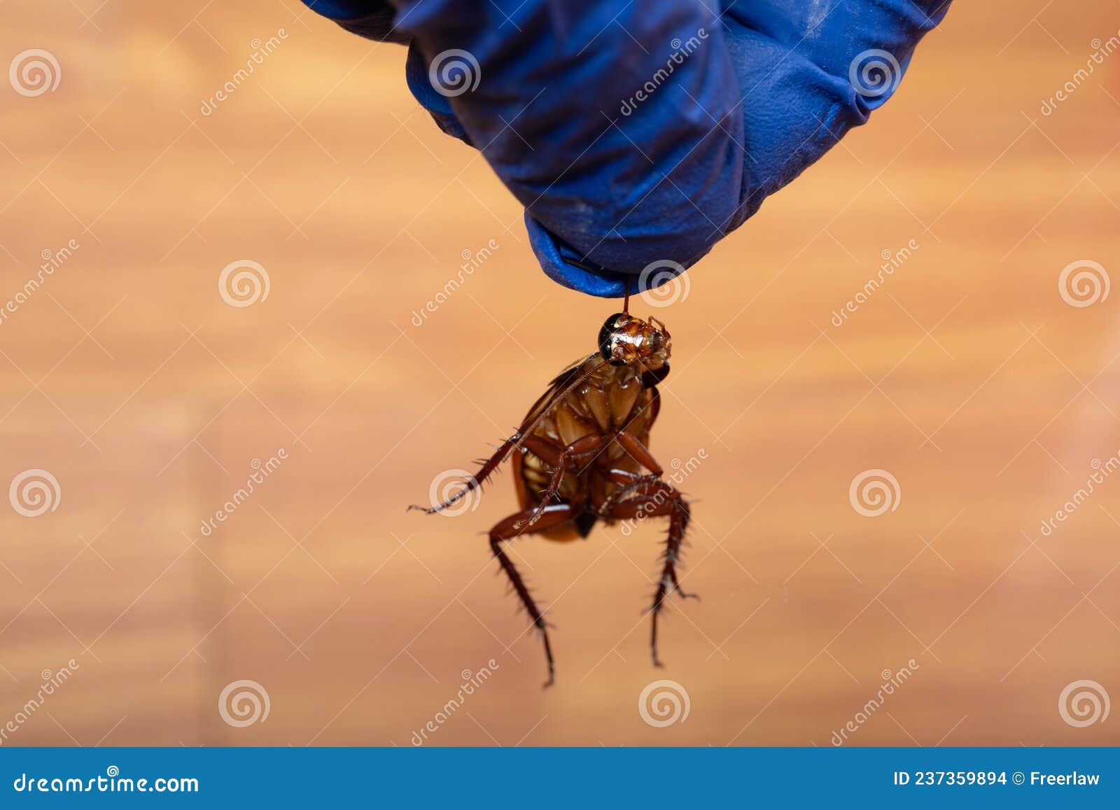 A Man Picking Up a Smashed Cockroach Stock Photo - Image of head ...