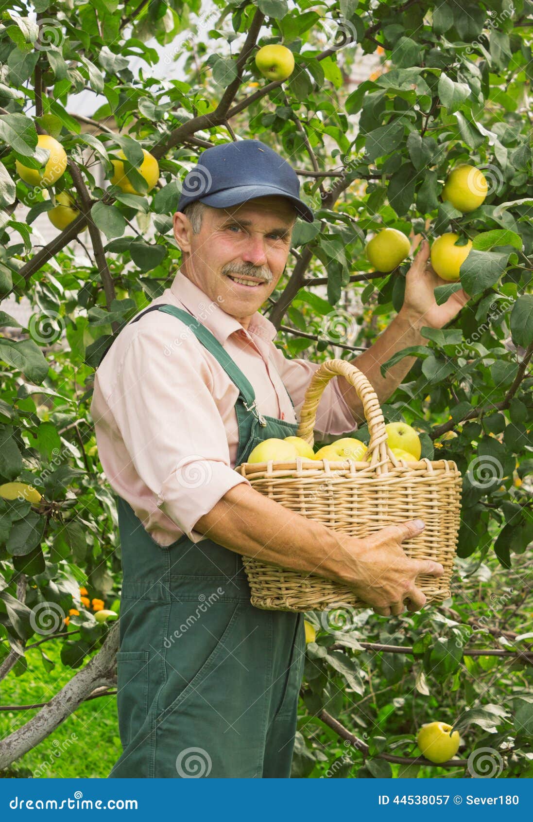 Man Picks the Apples in Garden in September Stock Image - Image of ...