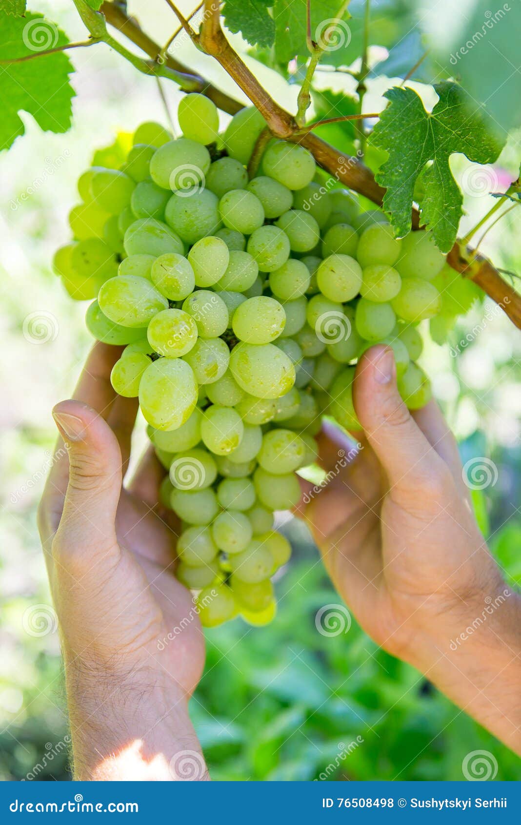 10,633 Grape Bush Stock Photos - Free & Royalty-Free Stock Photos from ...