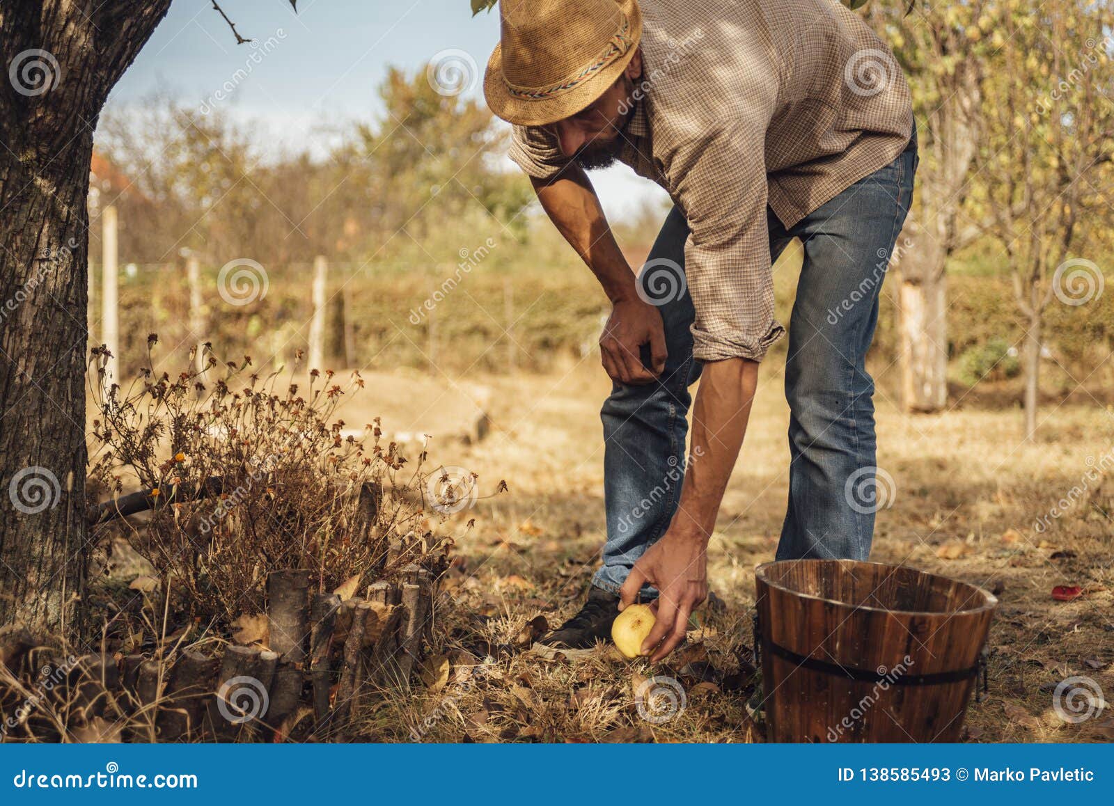 Man Picks Up the Pears from the Ground Stock Image - Image of colorful ...