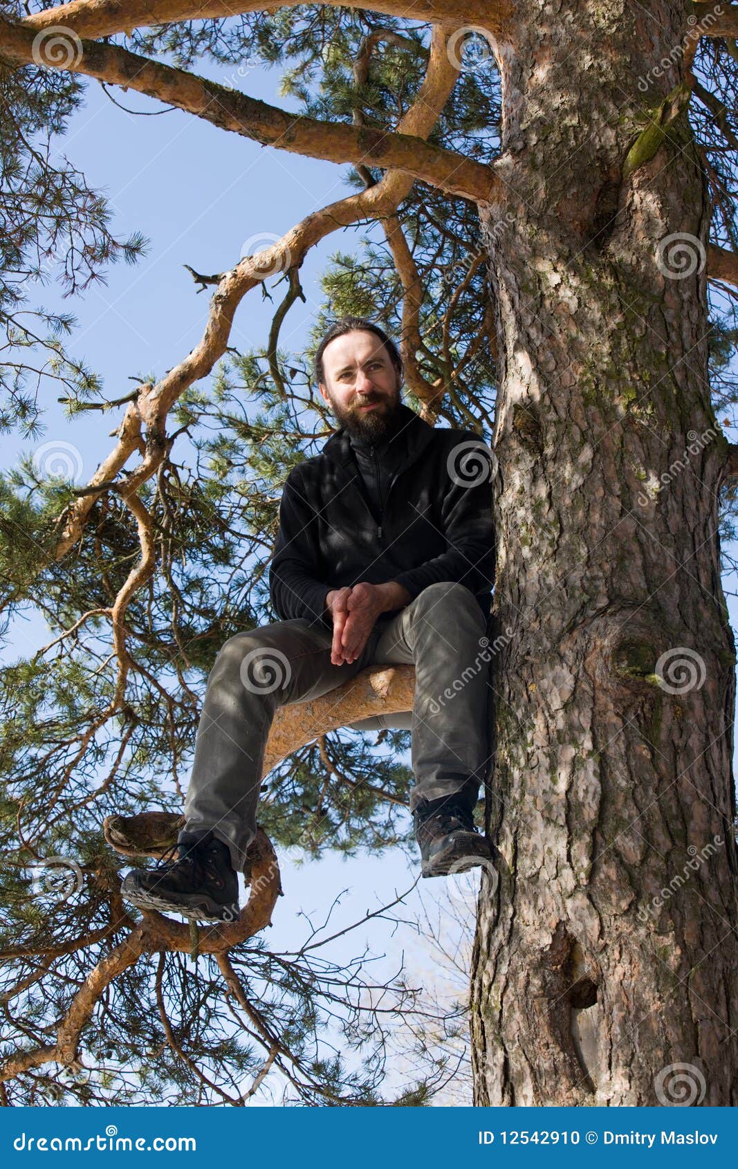 Man on a pine branch stock photo. Image of nature, view - 12542910