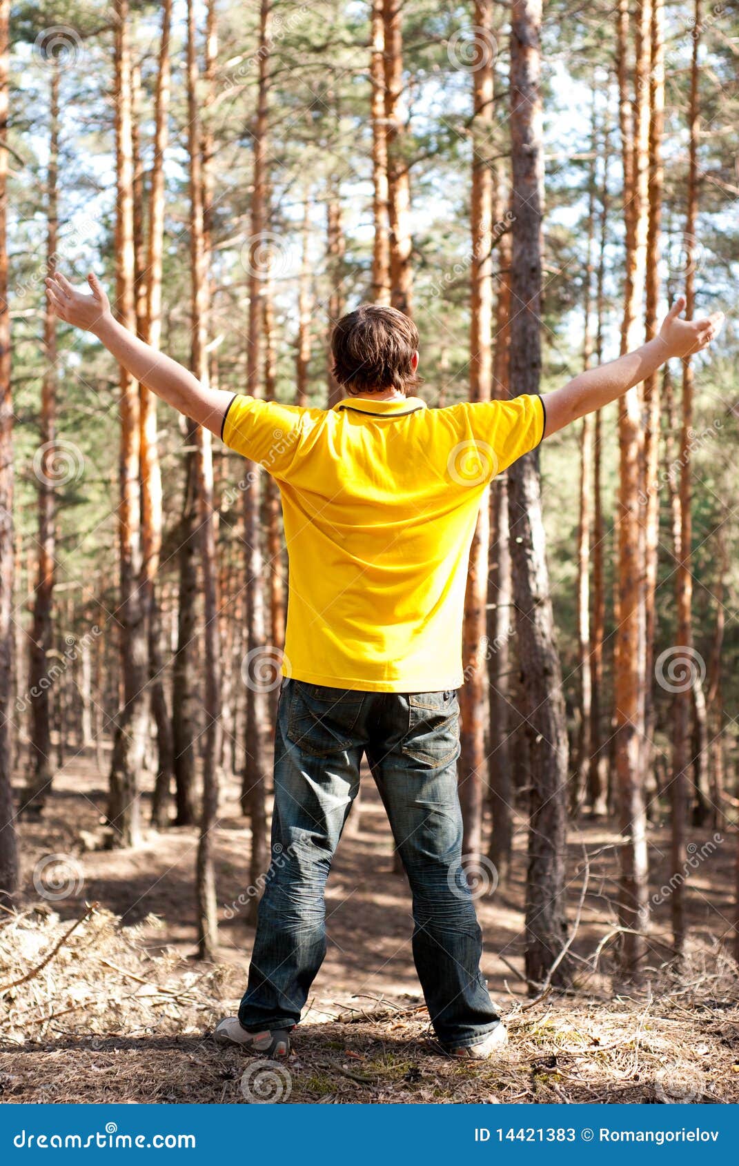Man in the pine forest stock image. Image of wood, plant - 14421383